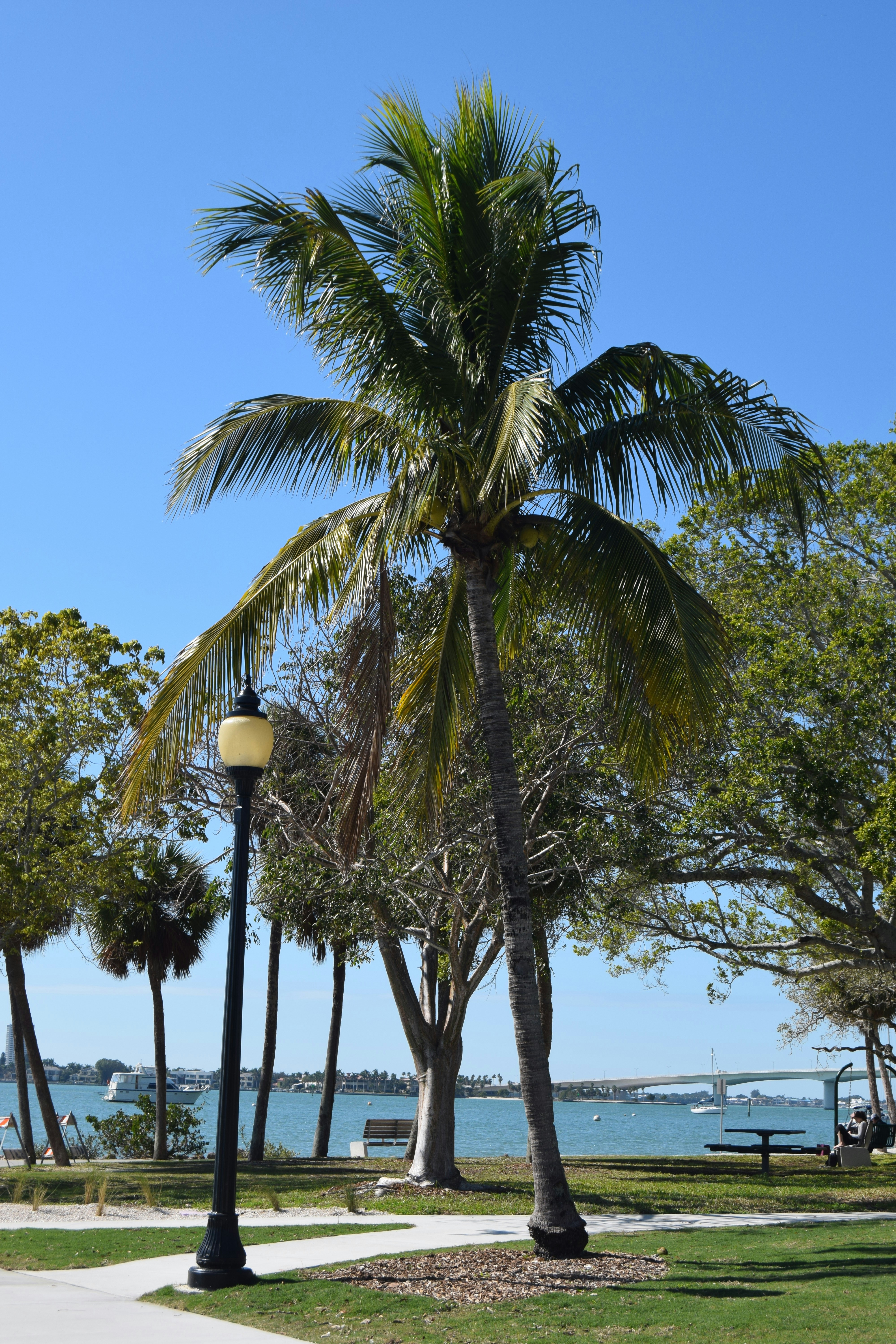 Casual waterfront shade: a palm-fringed park by the blue harbor