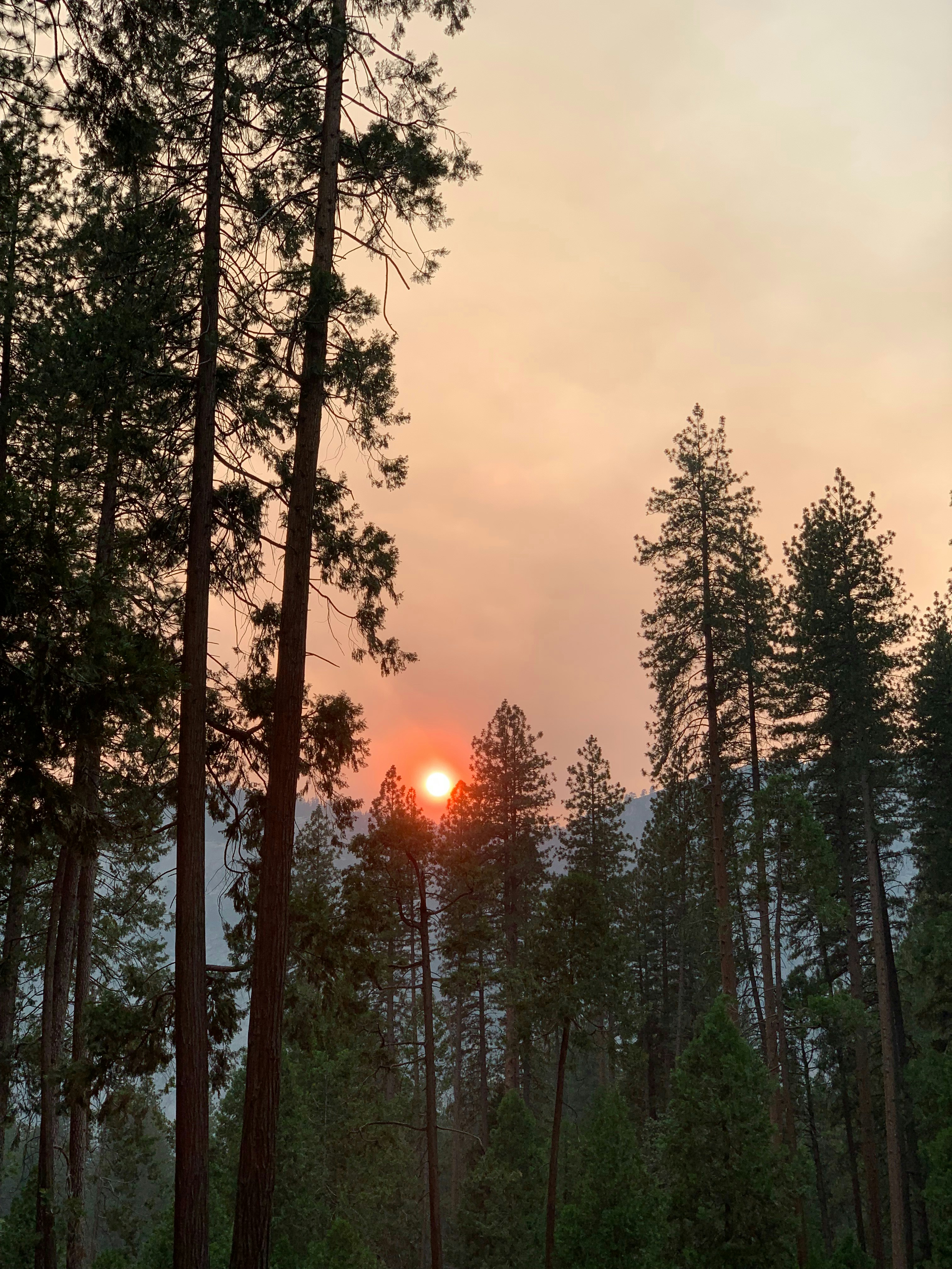 Embers Between Pines: Sunset Filtering Through a Silent Forest