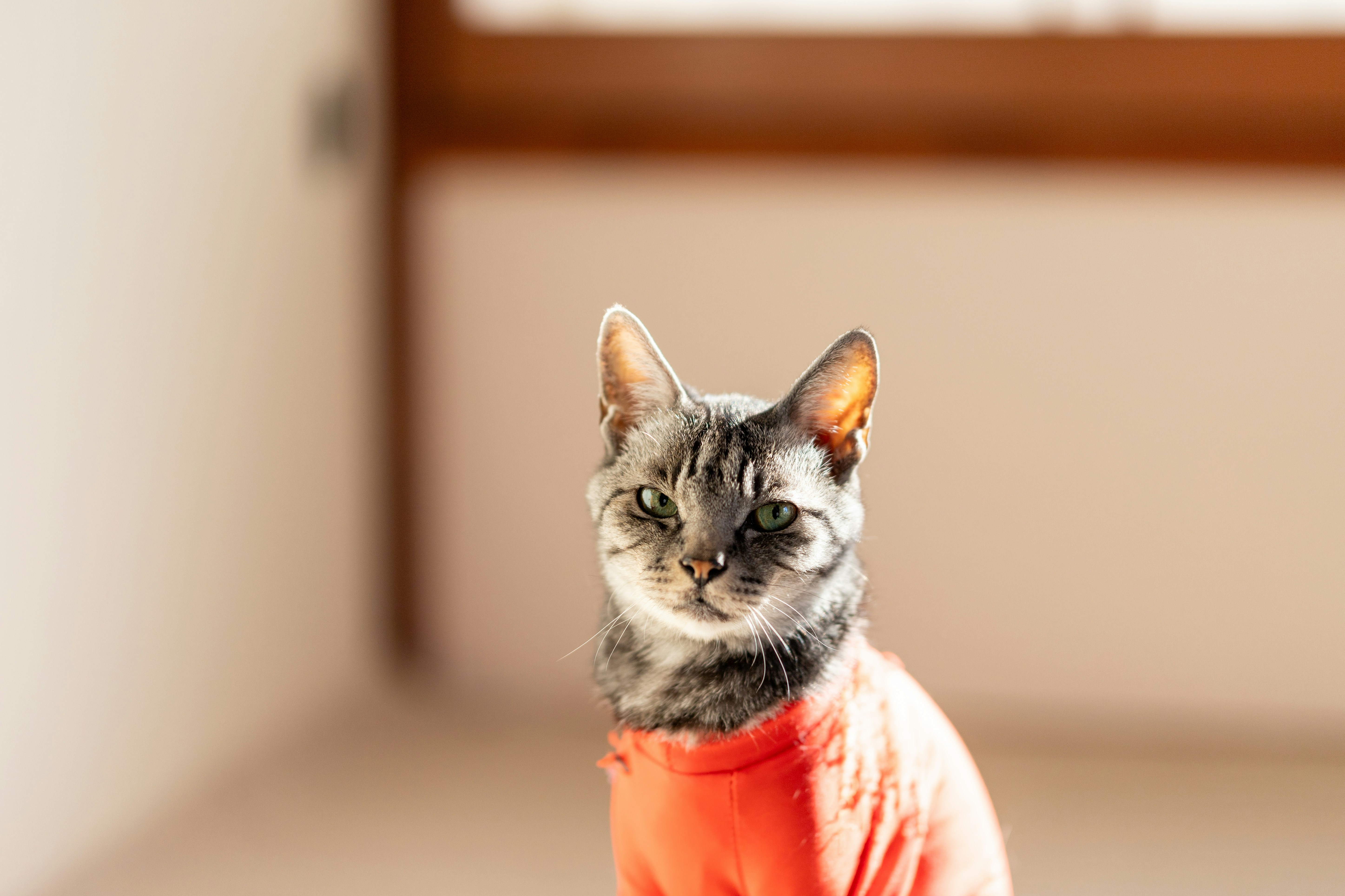 Gentle Gaze: Cat in a Cozy Orange Hoodie in Soft Interior Light
