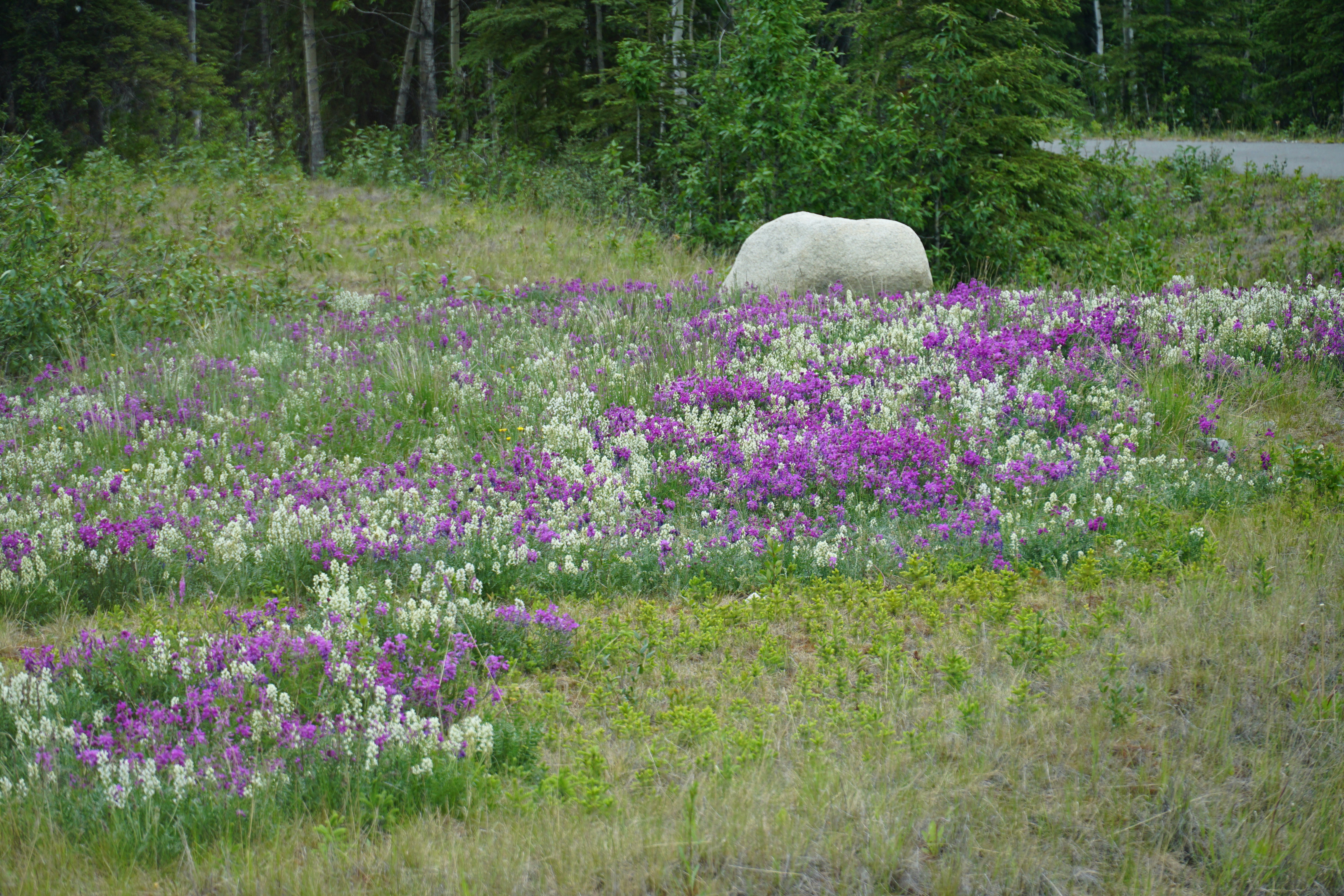 Granite Sentinel Over a Meadow of Purple and White Wildflowers