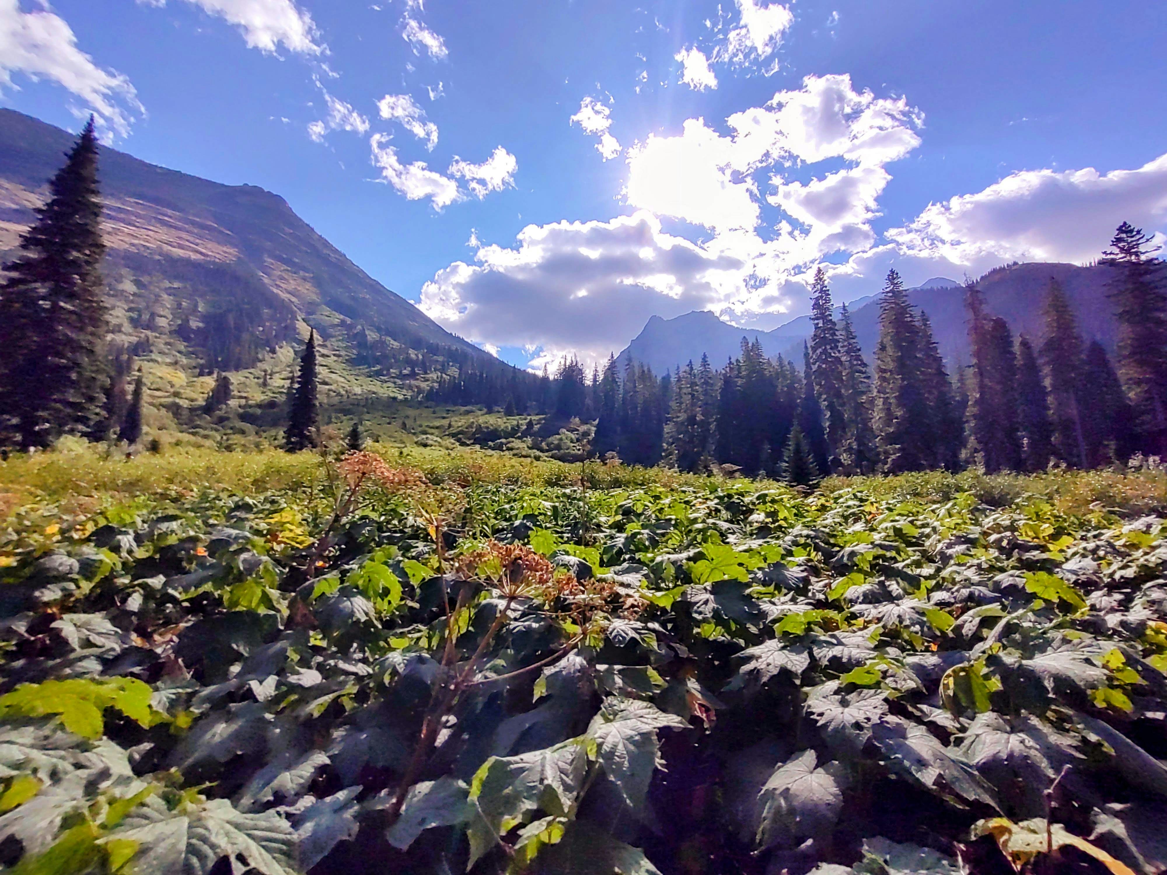 Low-angled valley greens: a sunlit meadow beneath the alpine ridge
