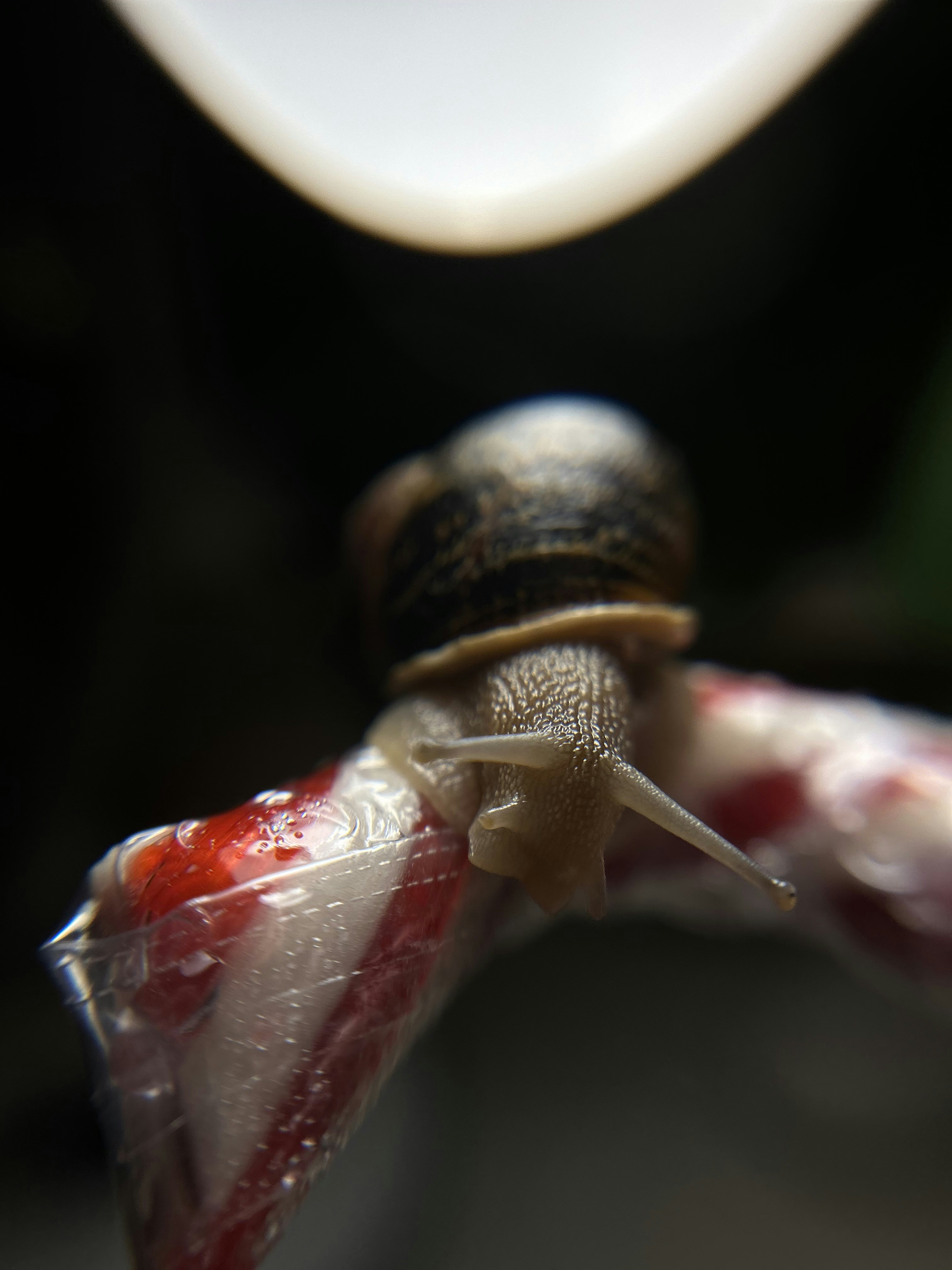 A close up of a snail on top of a candy cane photo – Free Snail Image ...