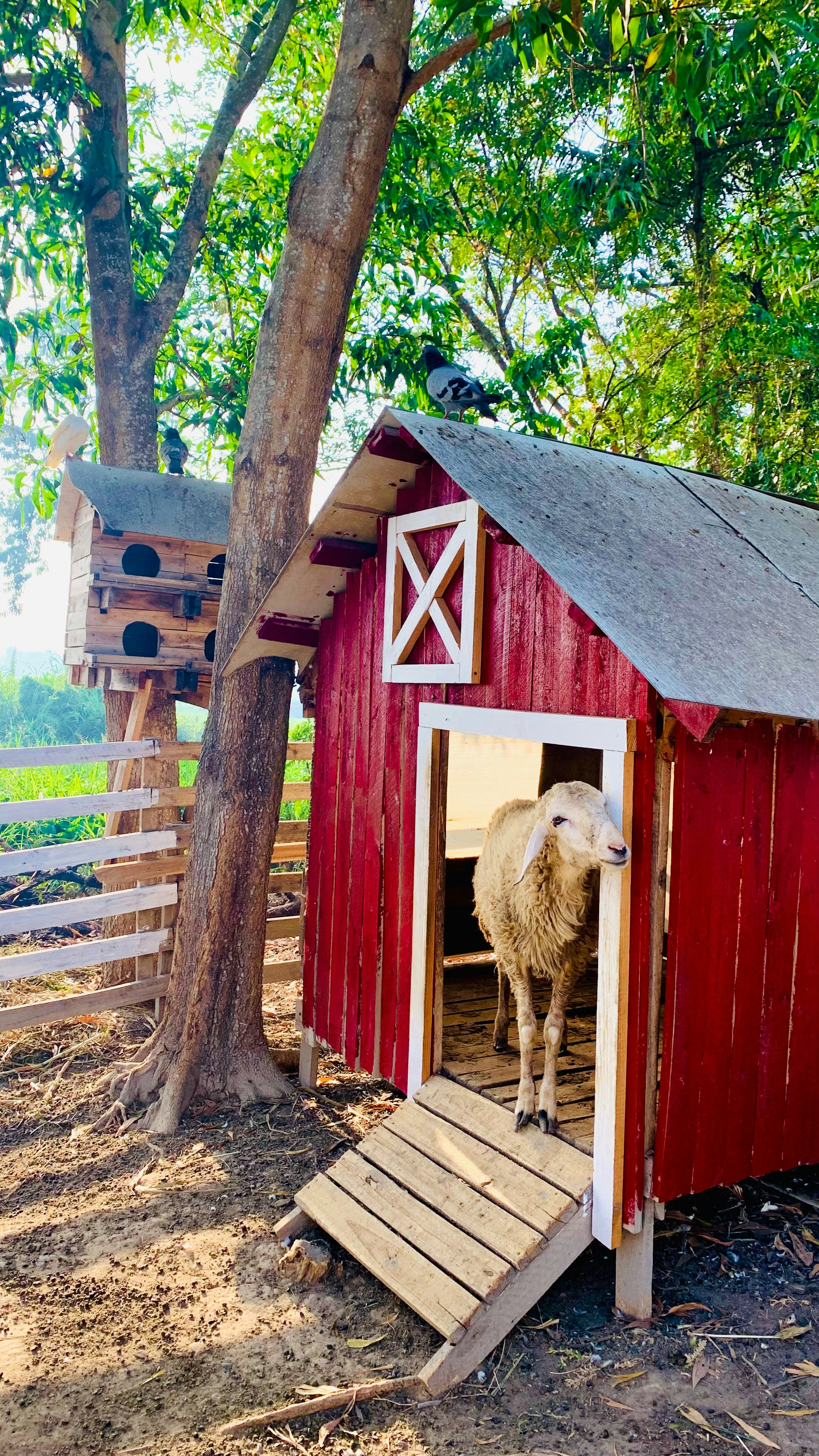 Sheep at the Barn: A Red Coop and Curious Gaze