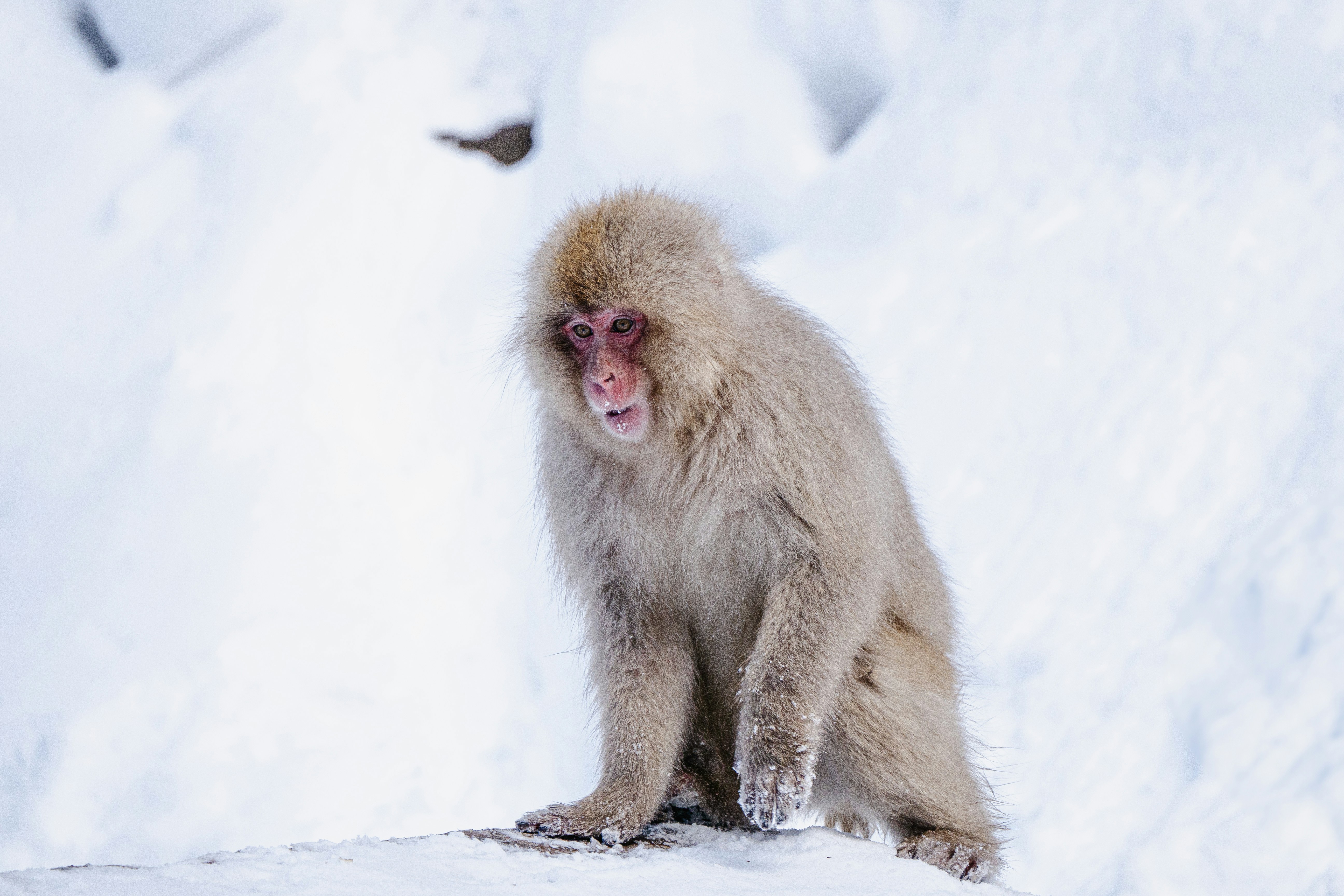 A snow monkey sitting on a snowy surface photo – Free Japan Image on ...