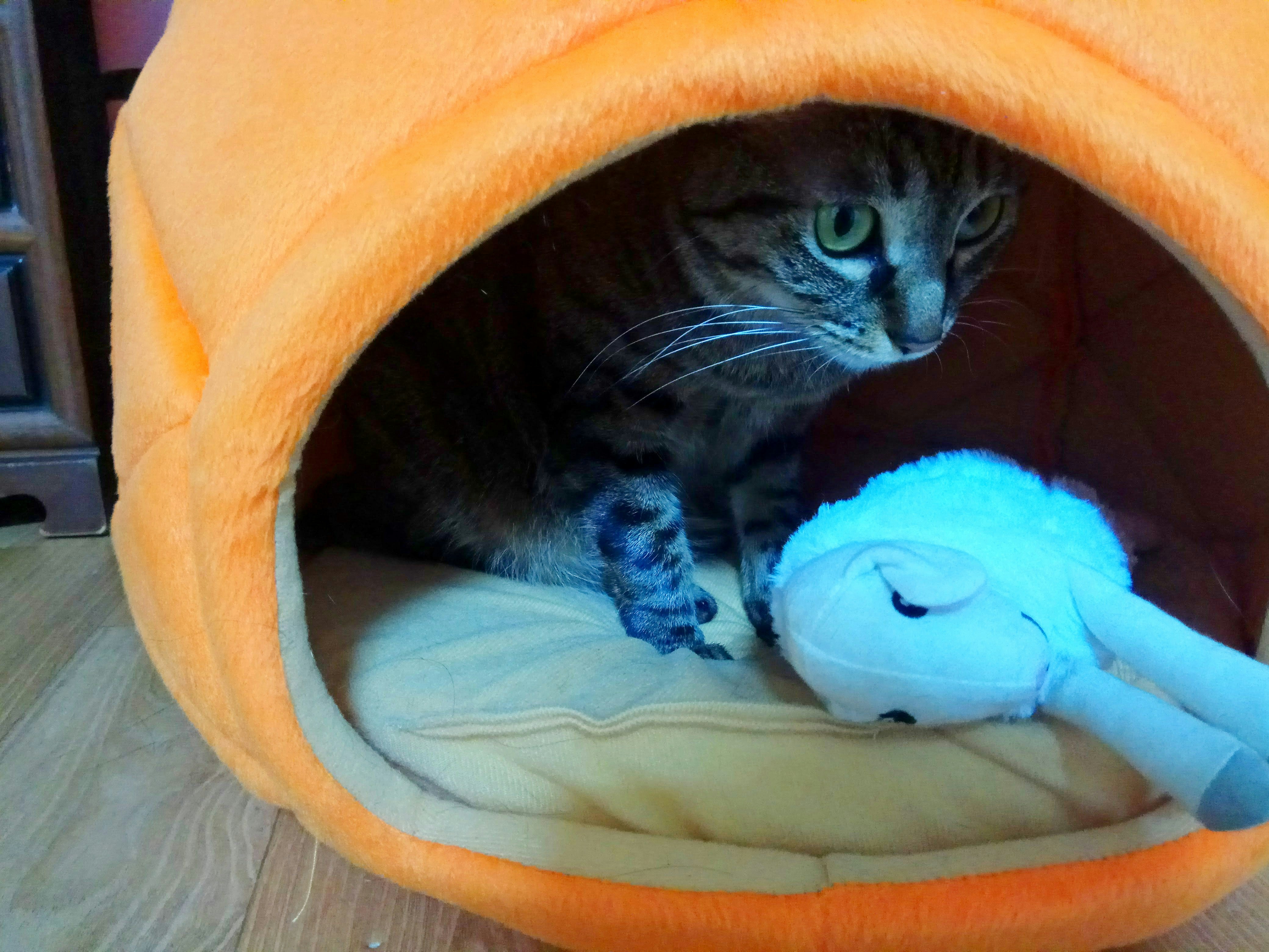 Emerald-eyed cat peeks from a plush orange tunnel, guarded by a cobalt-blue plush