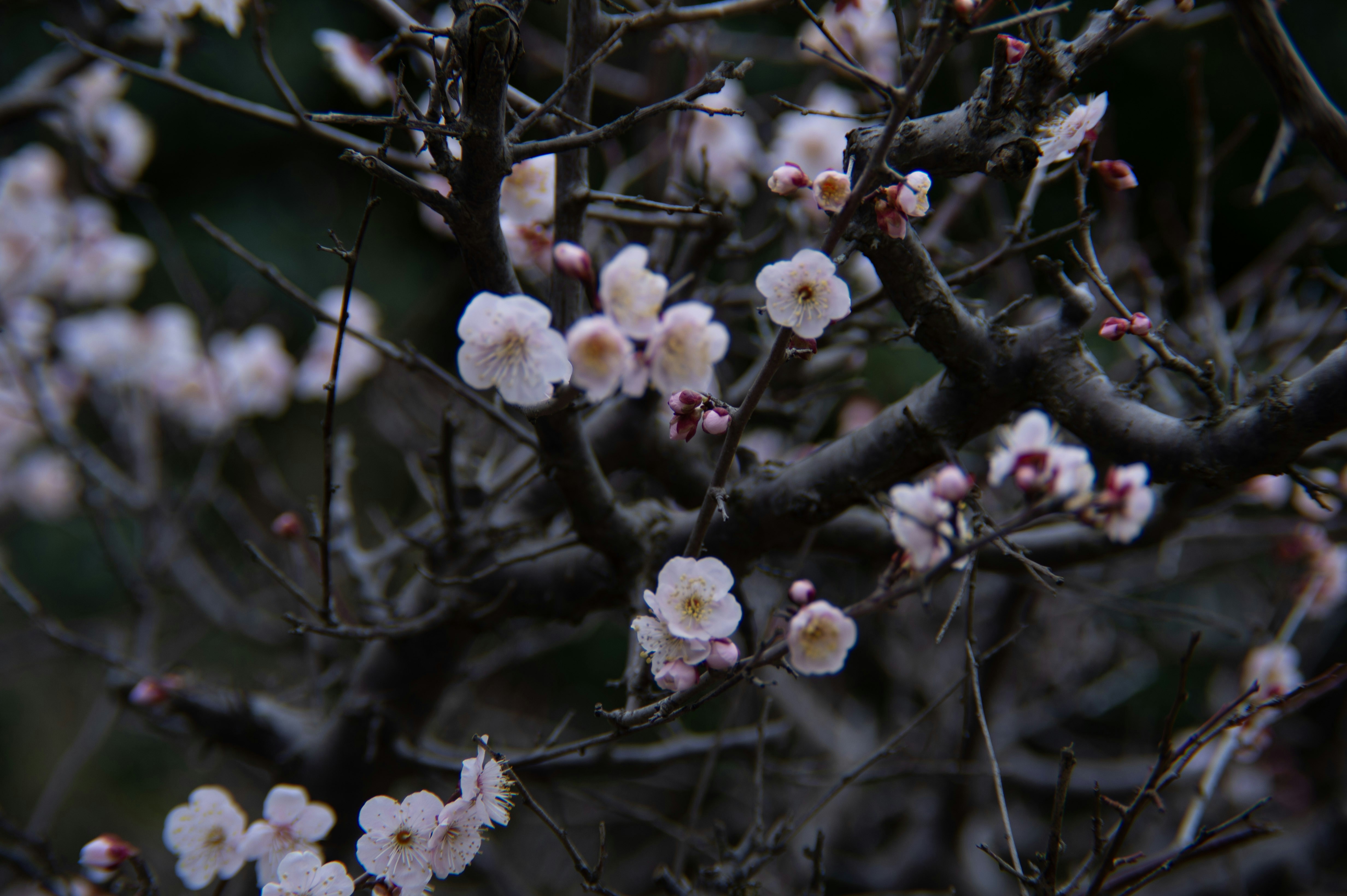 Midnight Bloom: Pale Flowers on a Shadowed Branch