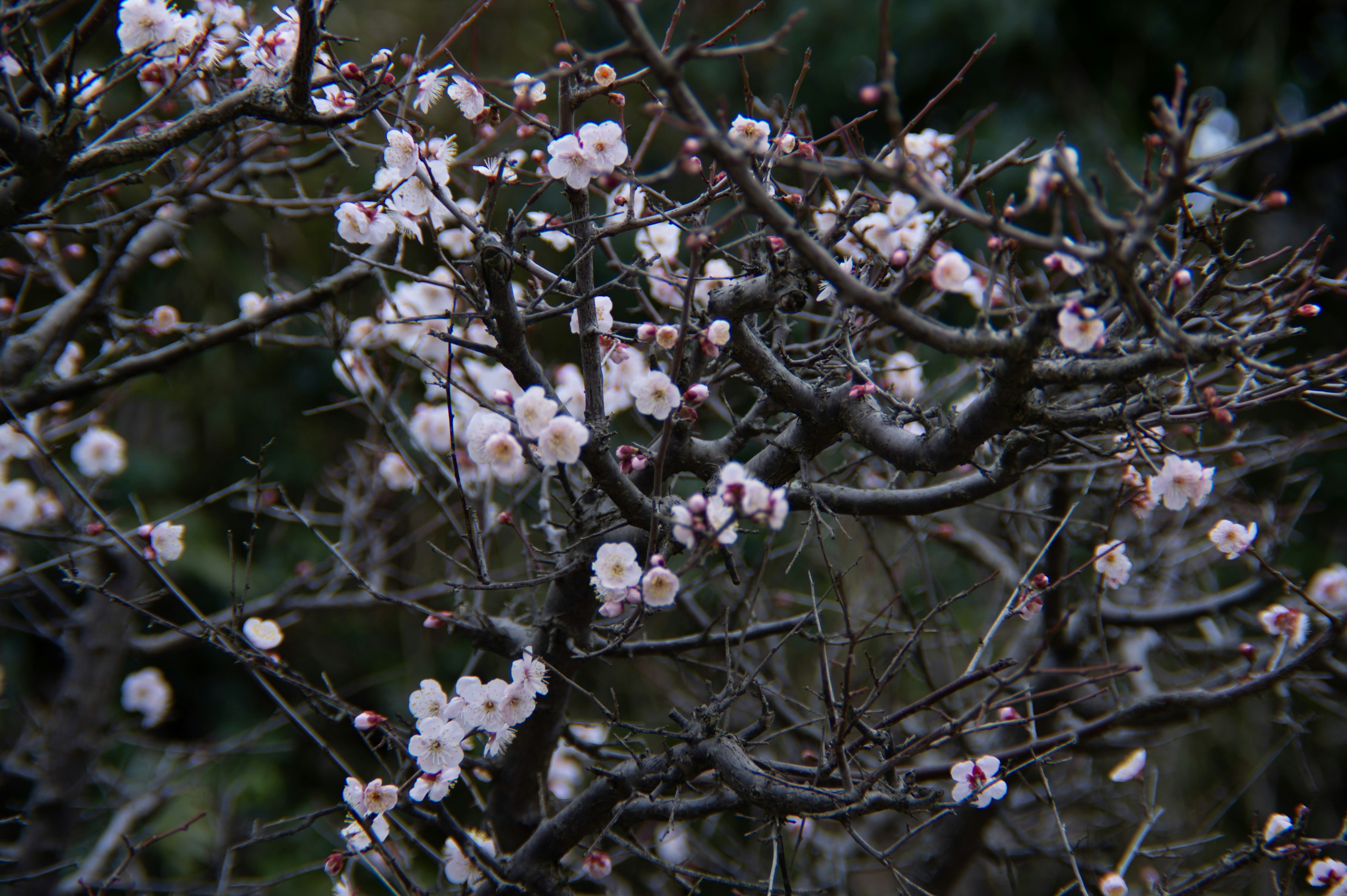 山口県下関市の長府。歴史あるお屋敷の梅、梅の花 Chofu in Shimonoseki City, Yamaguchi Prefecture. Plum blossoms in a historic mansion NikonDf＆Planar