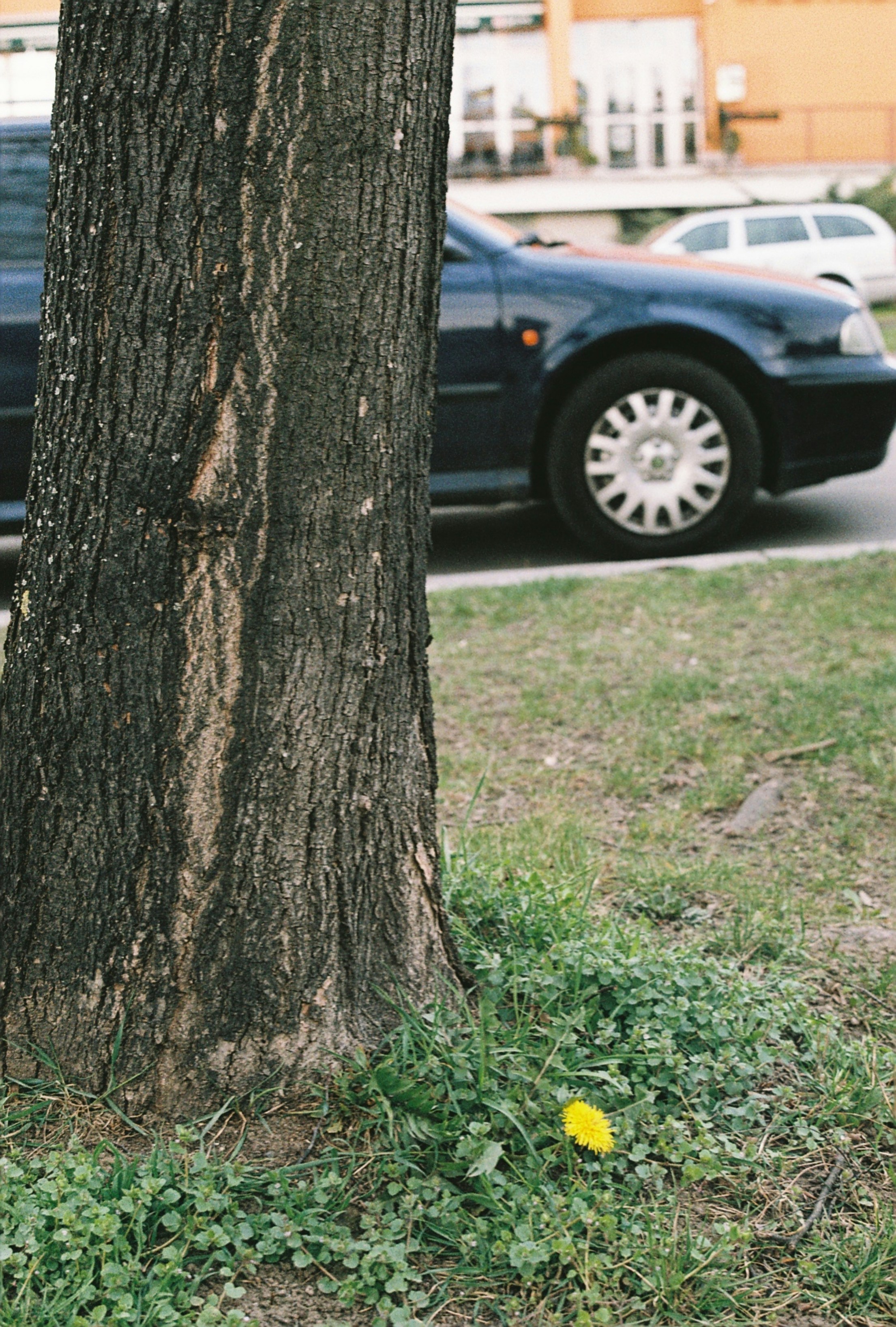 A photograph capturing a rough tree trunk in the foreground with a single yellow dandelion at its base and a blurred parked car in the background.