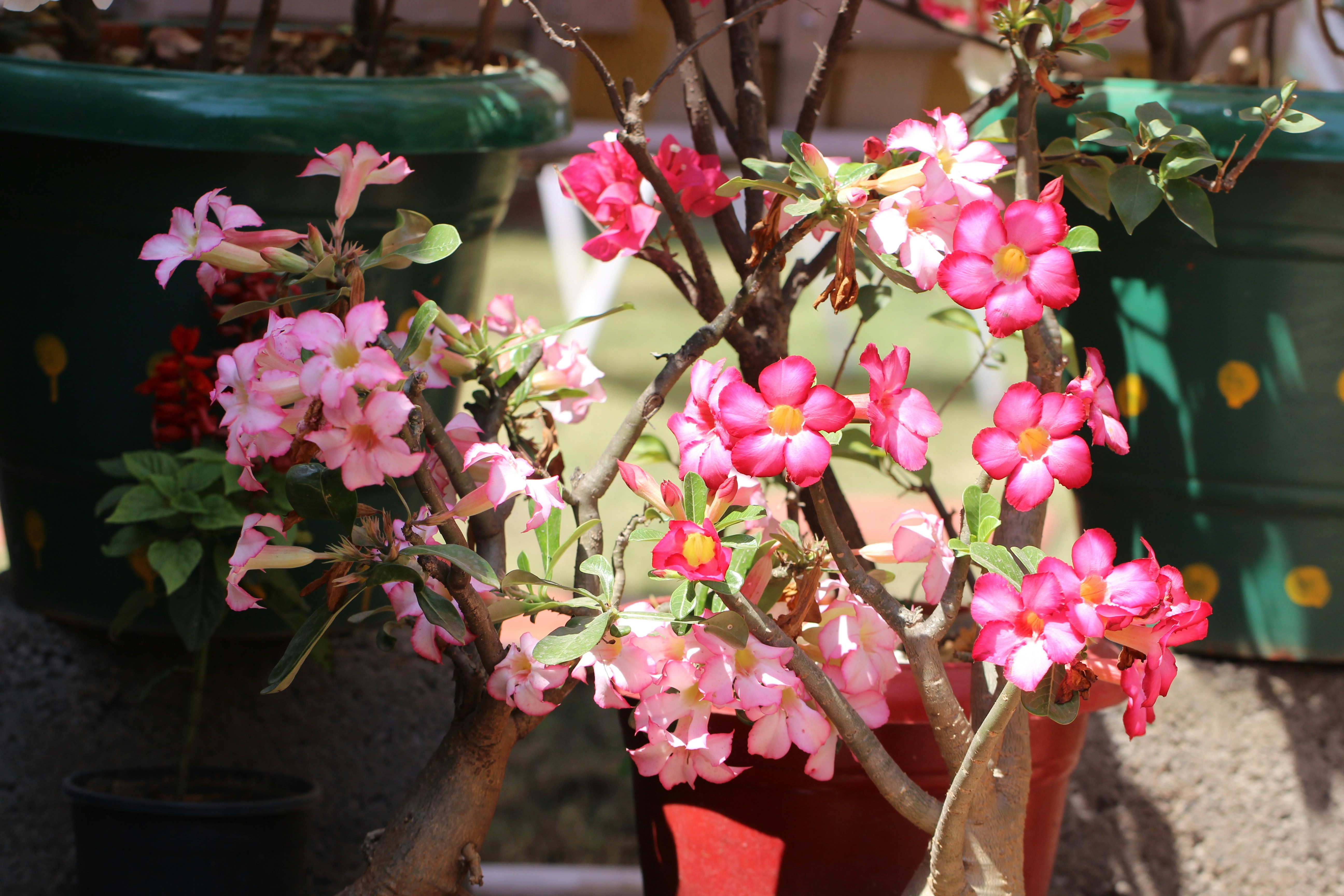 Sunlit Pink Desert-Rose Blooms Crowding a Courtyard Pot
