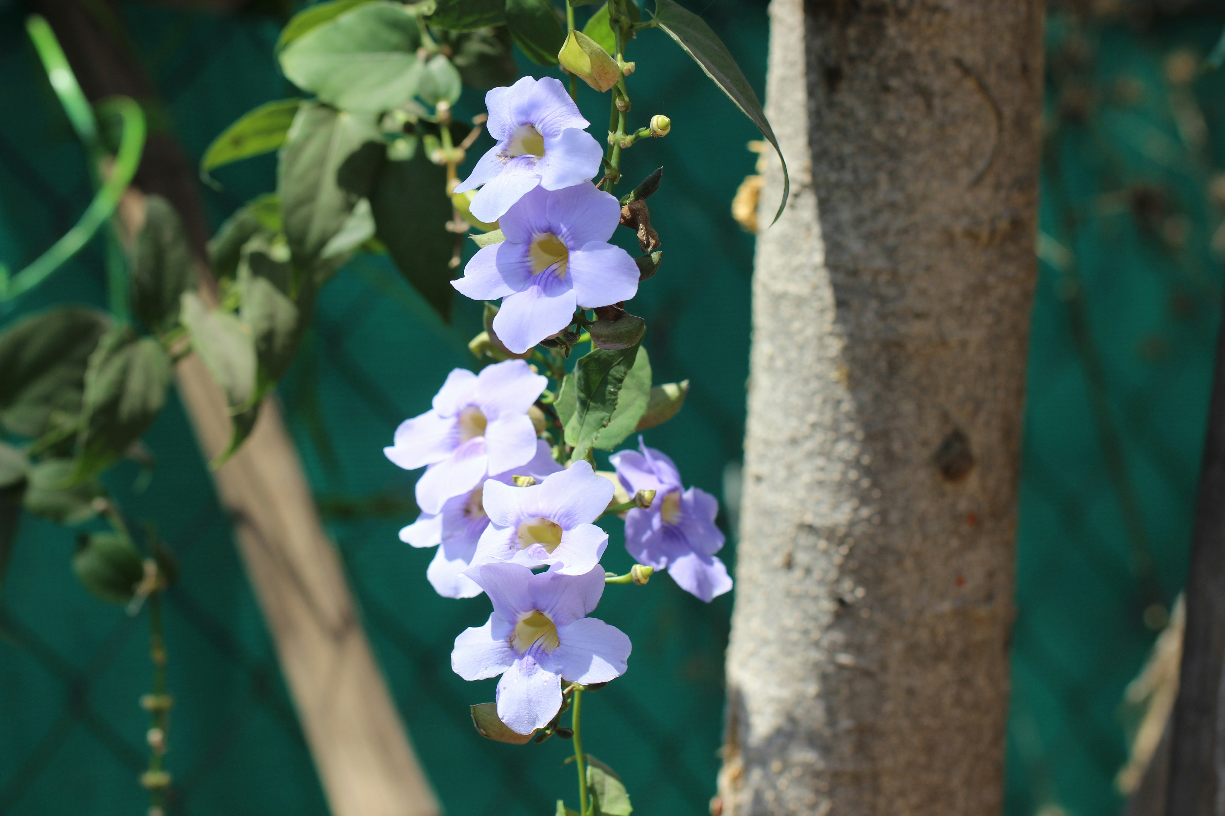 Violet Climbers: Tiny Flowers Clinging to a Wooden Backdrop