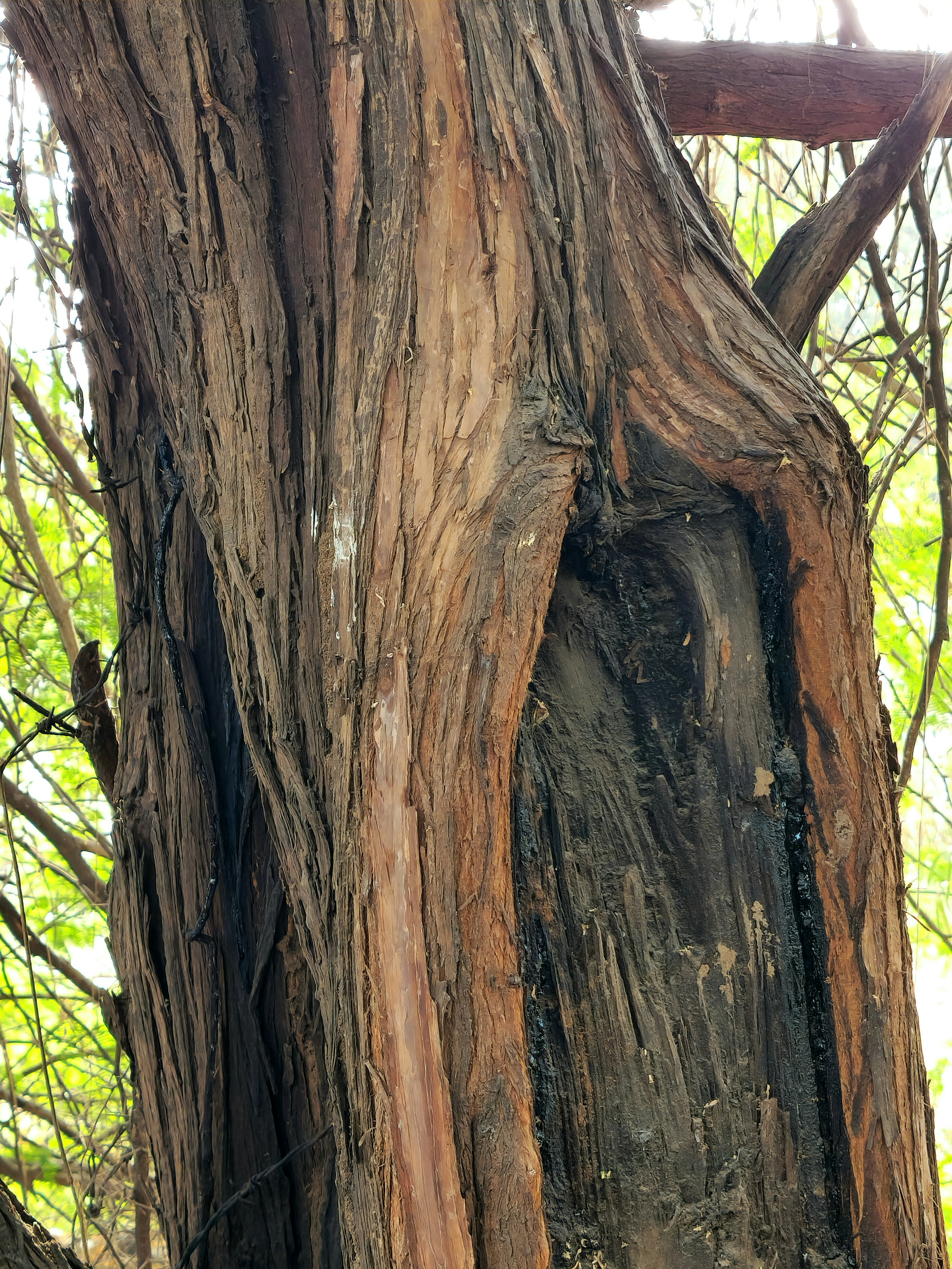 Riven Bark: A Dark Crevice Reveals the Tree's Quiet History