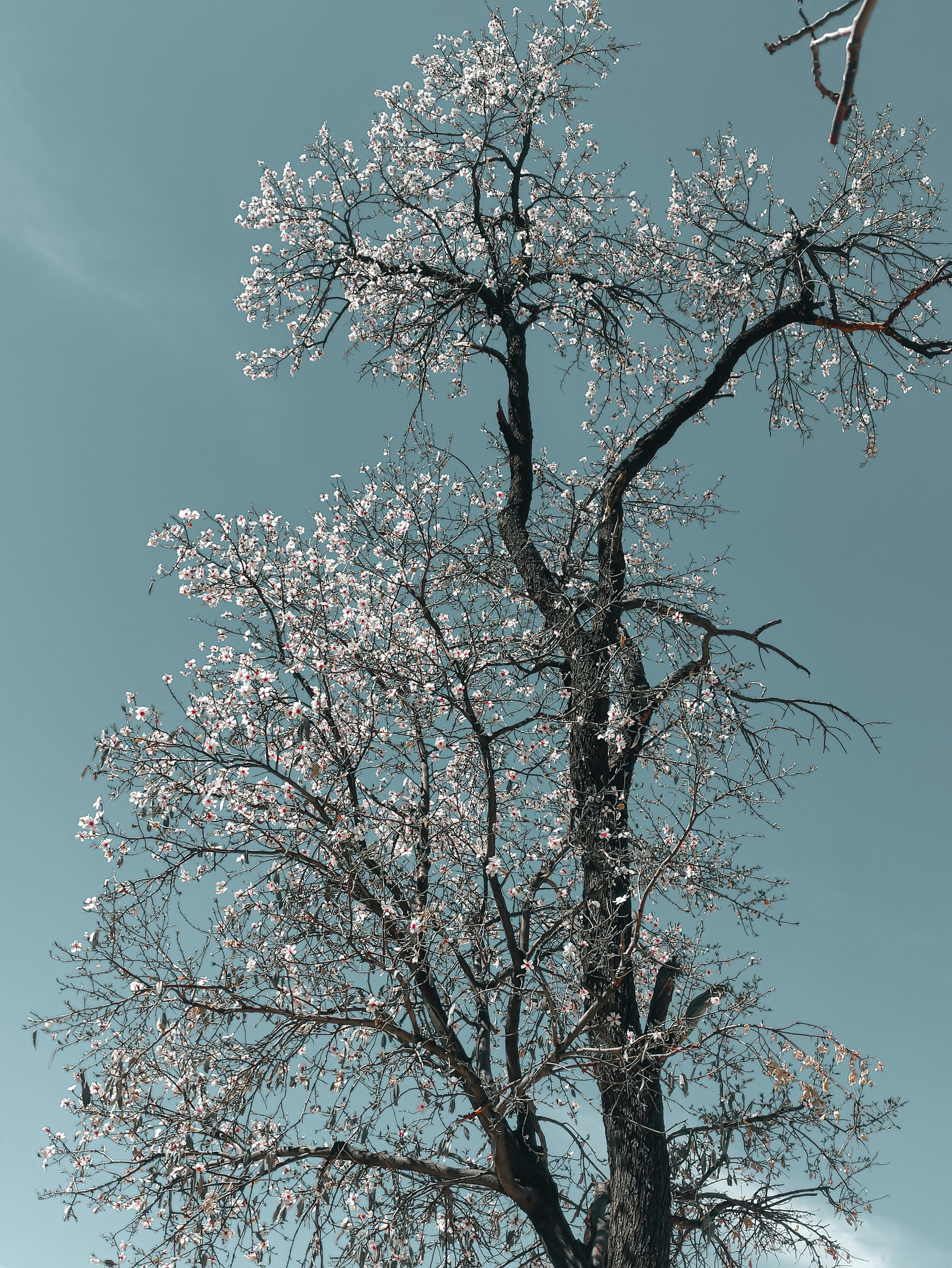 a tree with white flowers and a blue sky in the background