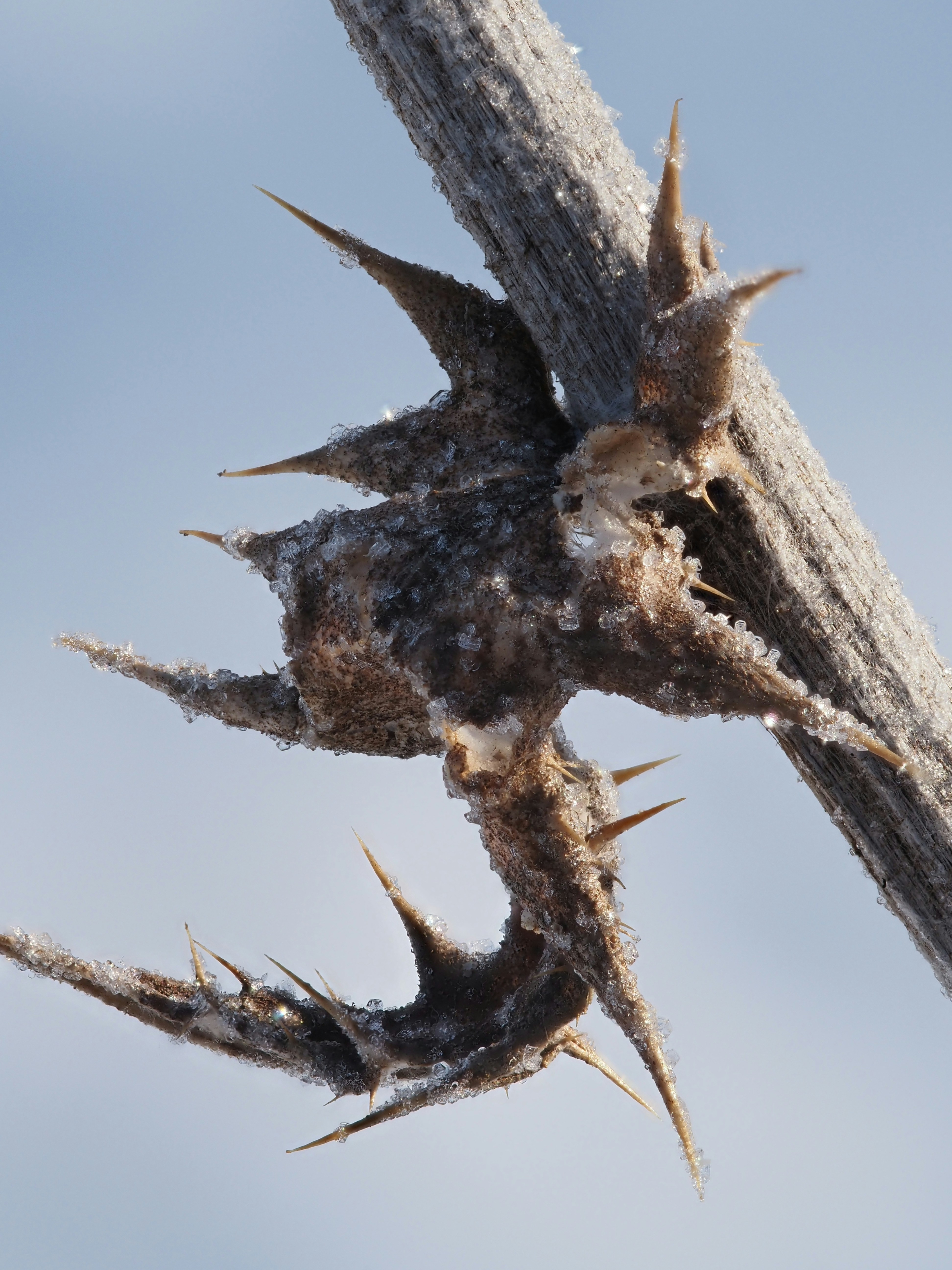 A close up of a plant with very sharp spikes photo – Free Snow Image on ...