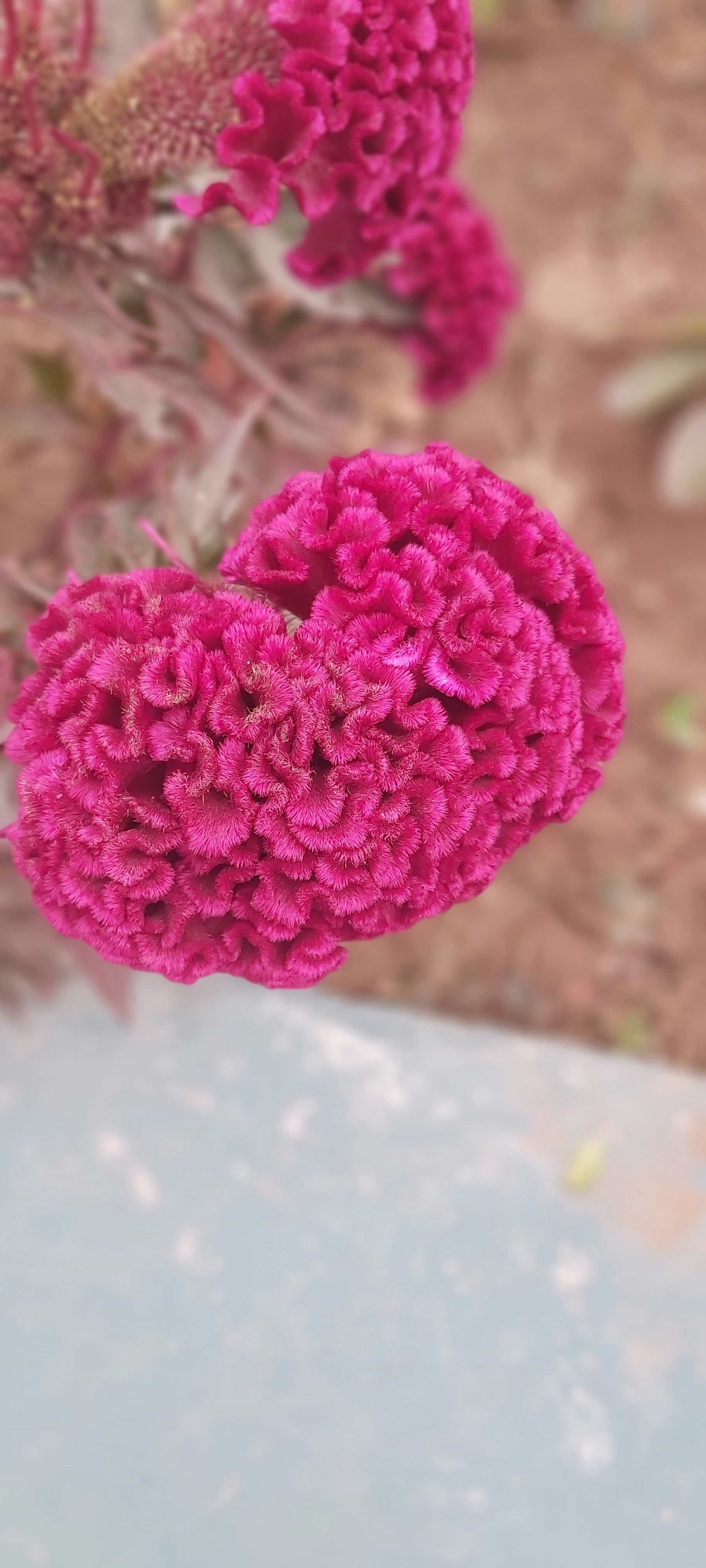 Close-up photograph of magenta celosia flowers with dense, fuzzy blossoms and a softly blurred background.