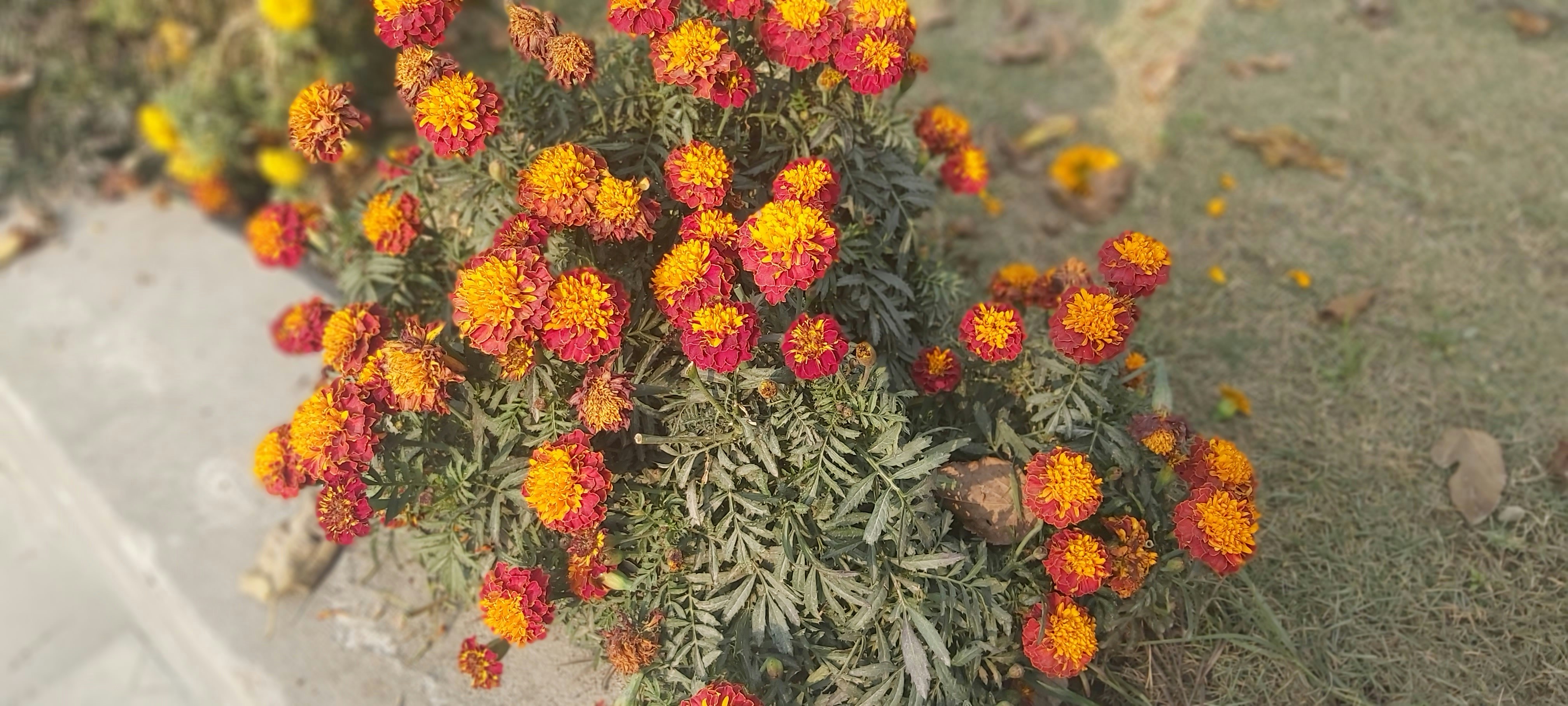 Golden Crown of Marigolds: A Sunlit Bed by the Path