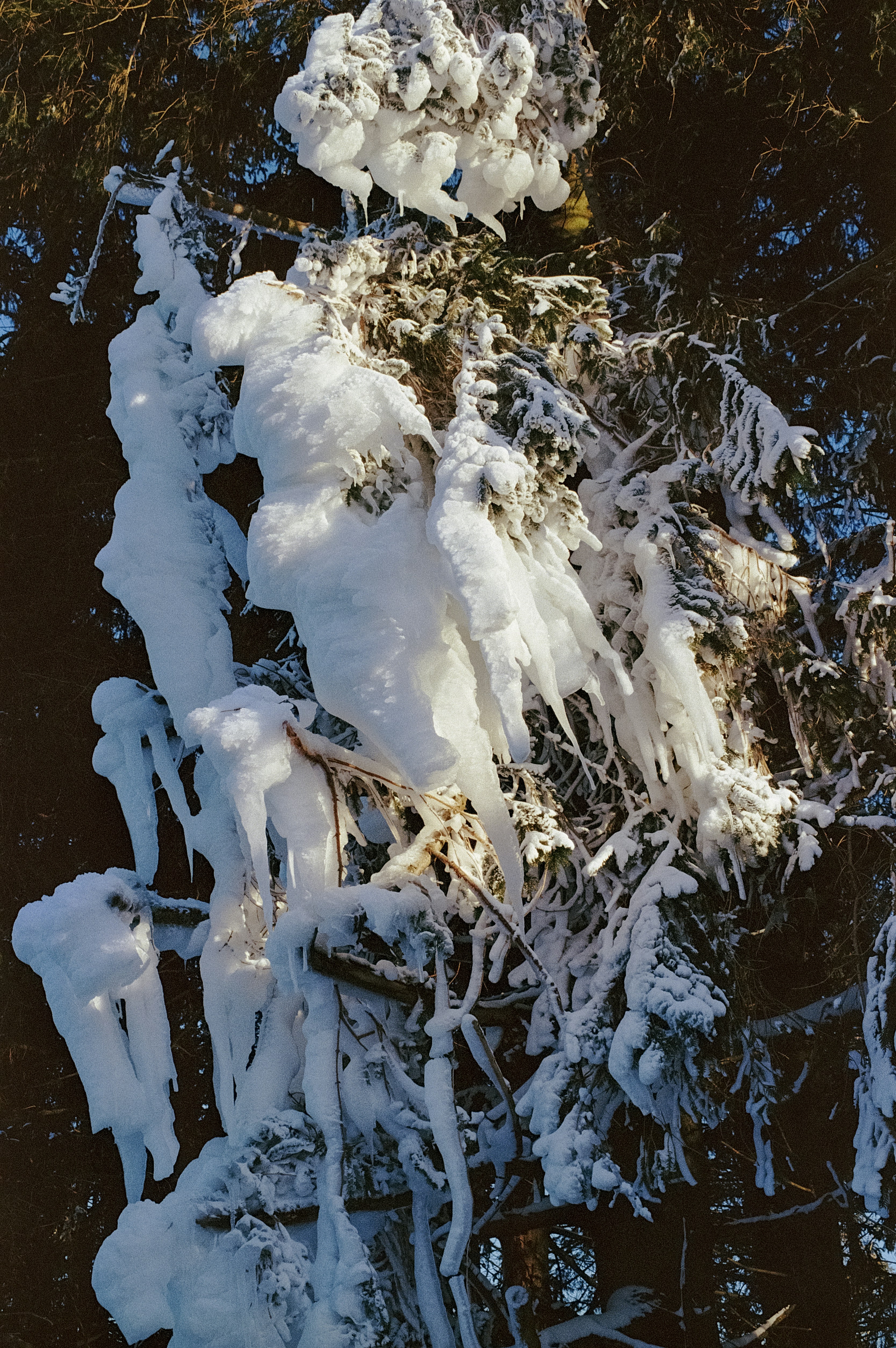 Snow-Laden Branches Weaving Quiet Light Through a Dark Cedar