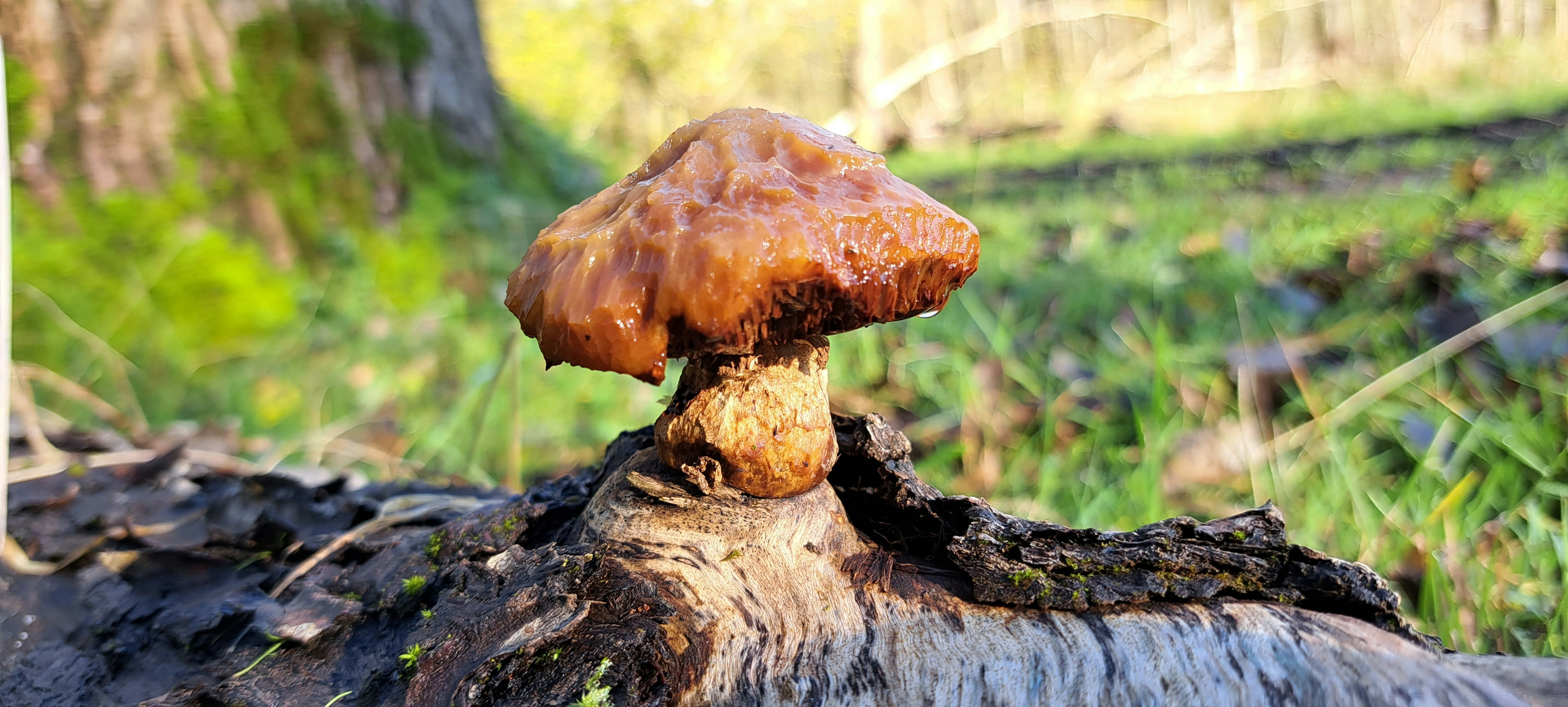 Un champignon assis au sommet d’une souche d’arbre photo – Image ...