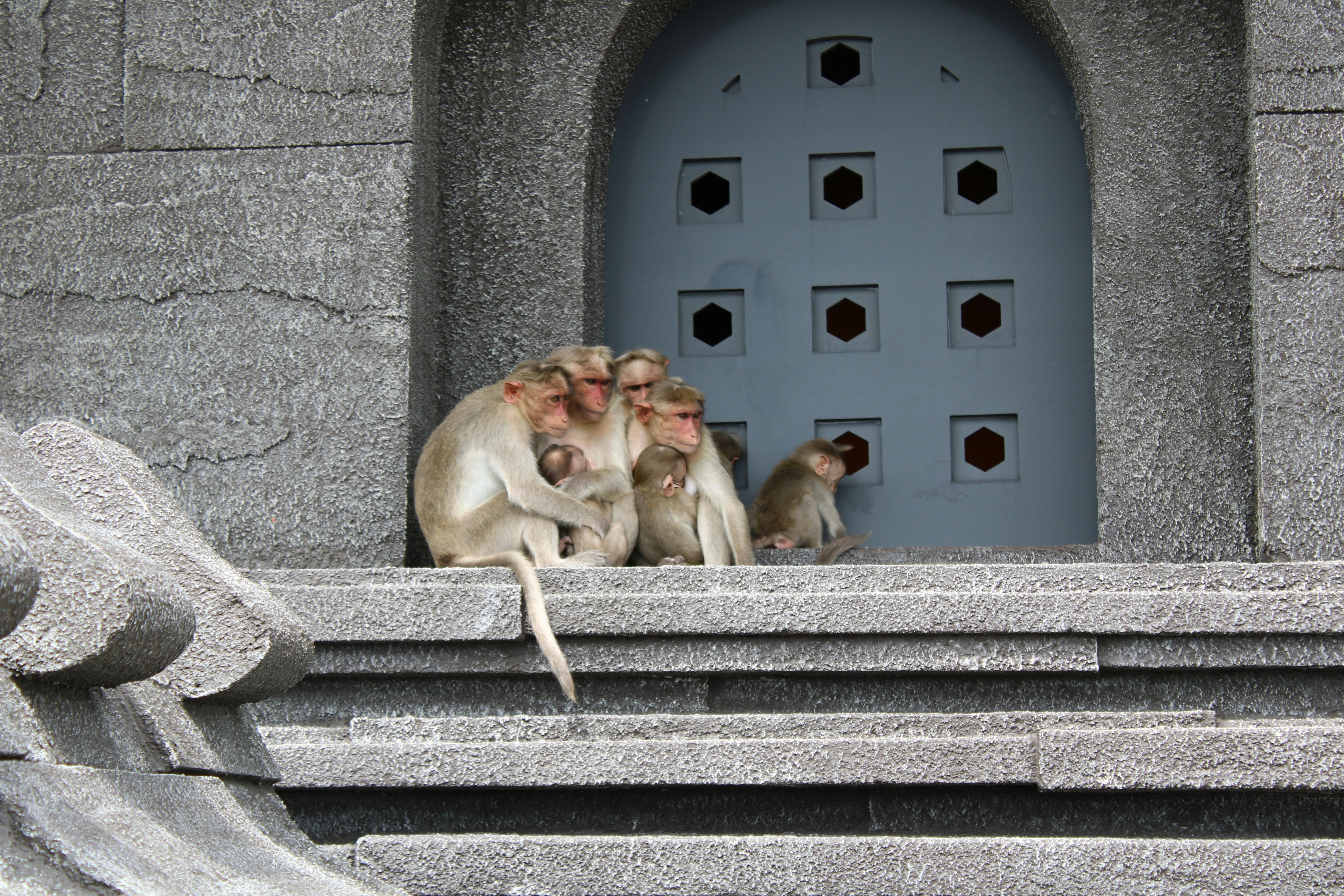 Curious Monkeys Gather on Weathered Steps Before a Blue Door