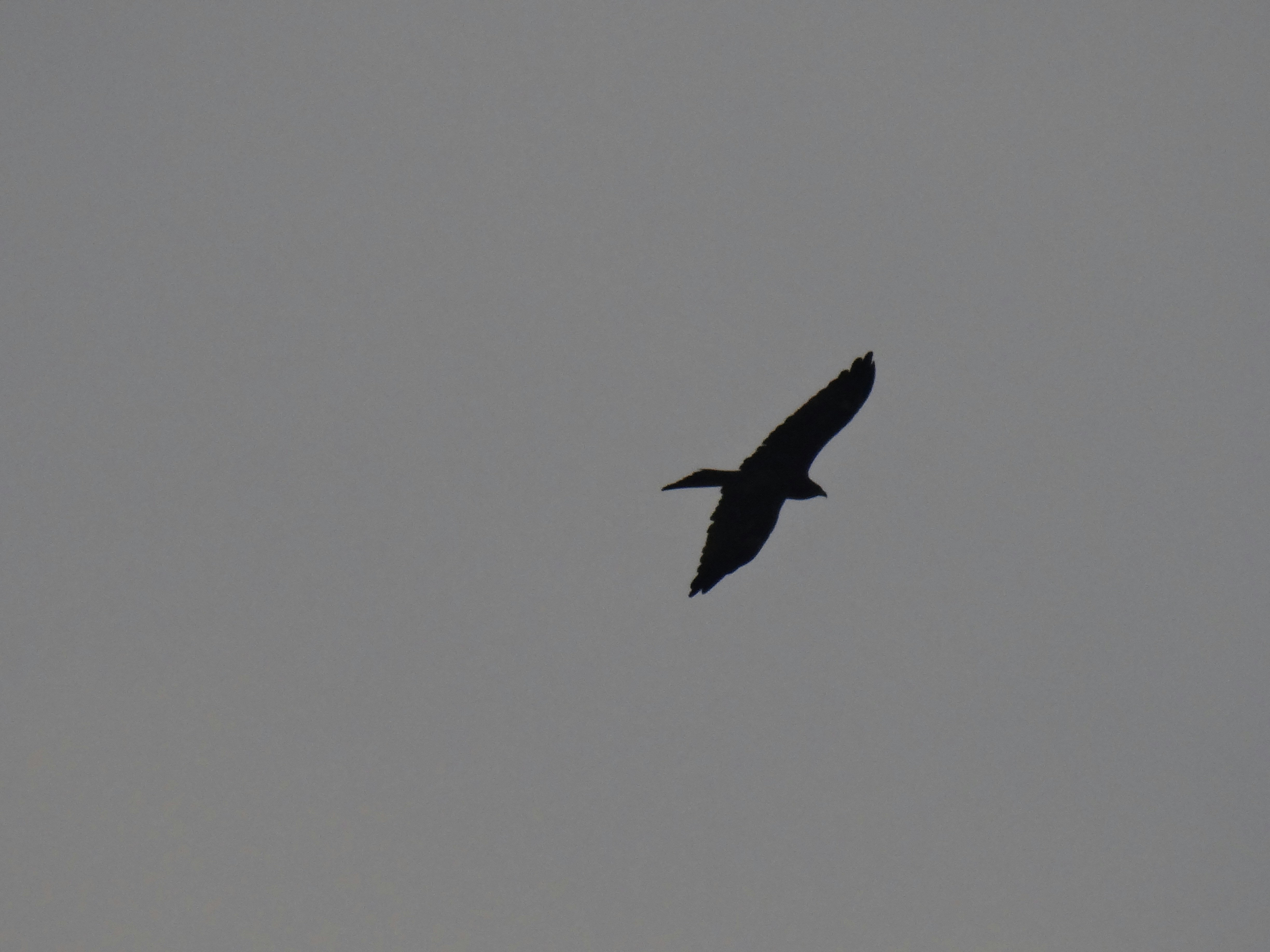 A solitary seabird silhouette glides across an overcast gray sky. This photograph emphasizes negative space and the quiet grace of flight.
