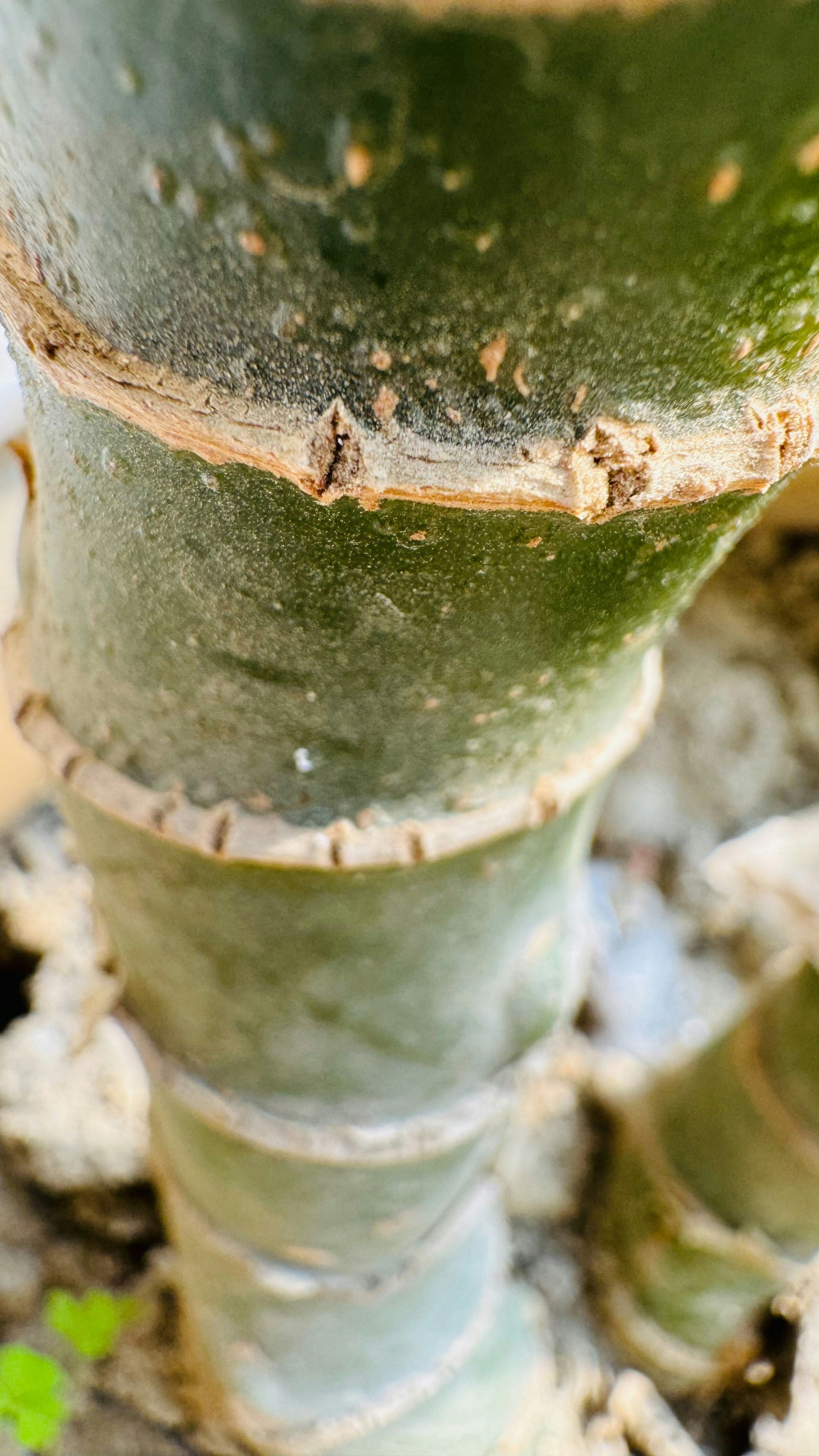 Segmented Green Stalk: A Macro Close-Up of Weathered Plant Ridges