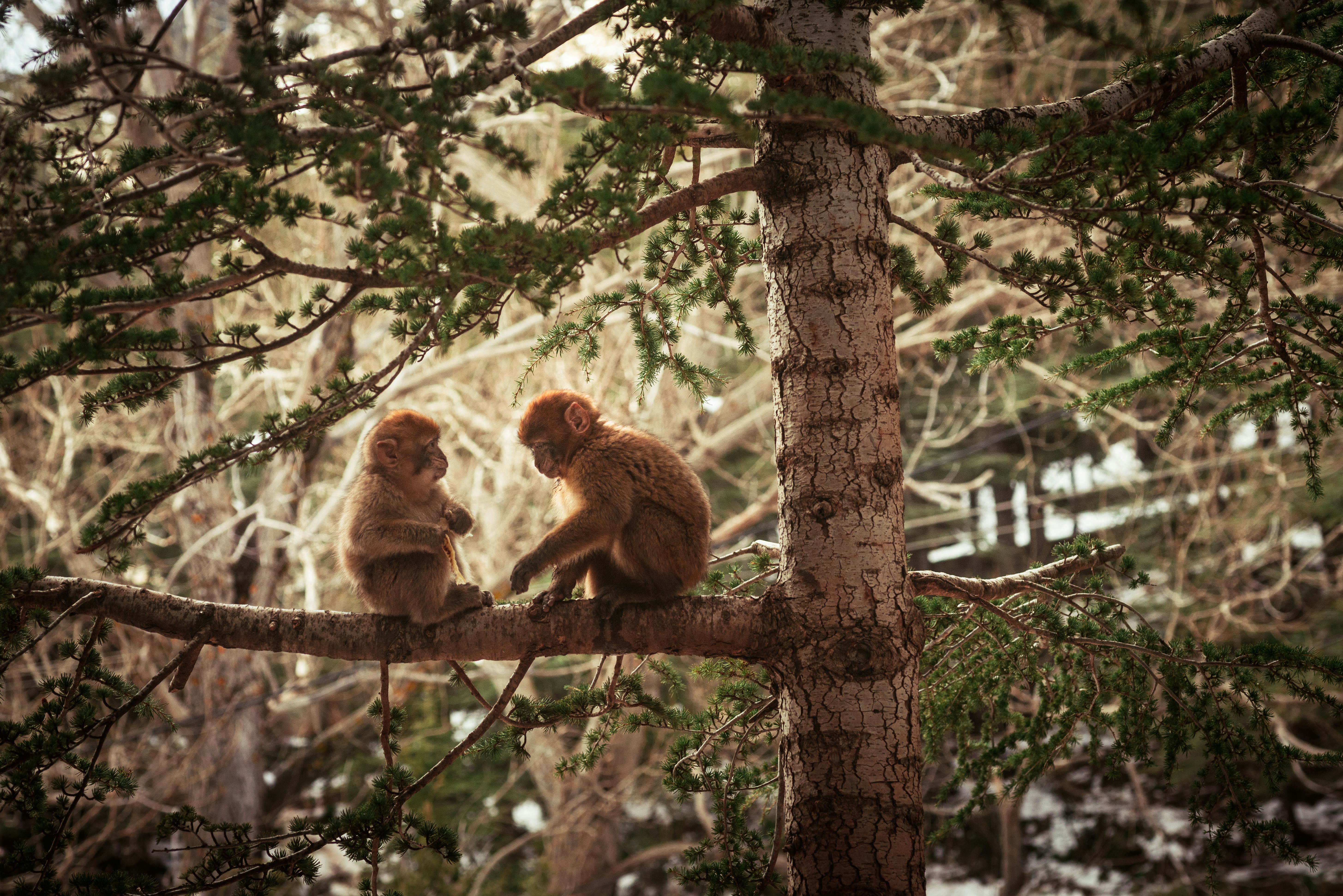 Branchside Meeting: Two Macaques in a Sunlit Pine Canopy