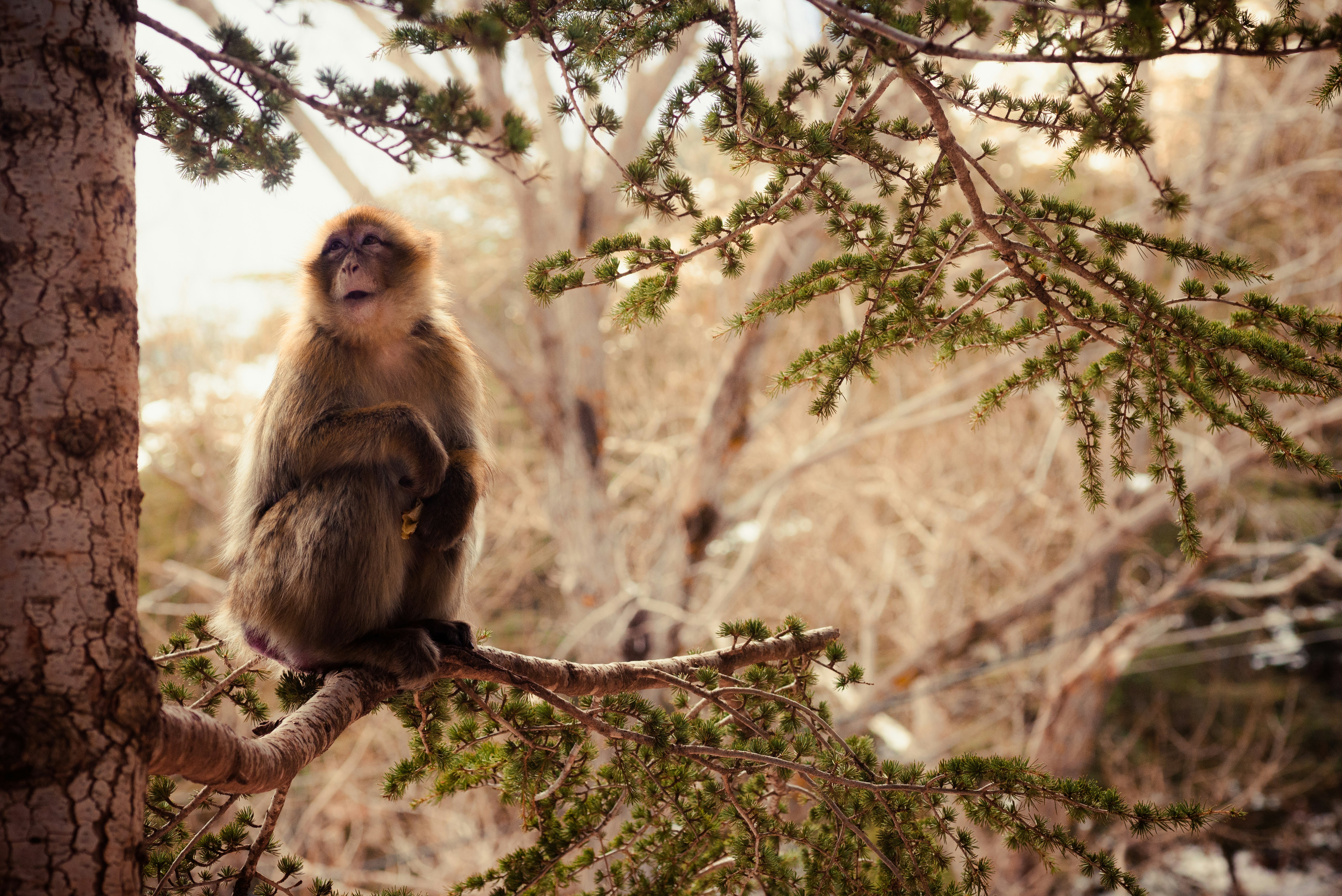 A monkey that is sitting on a tree branch photo – Free Photo Image on ...