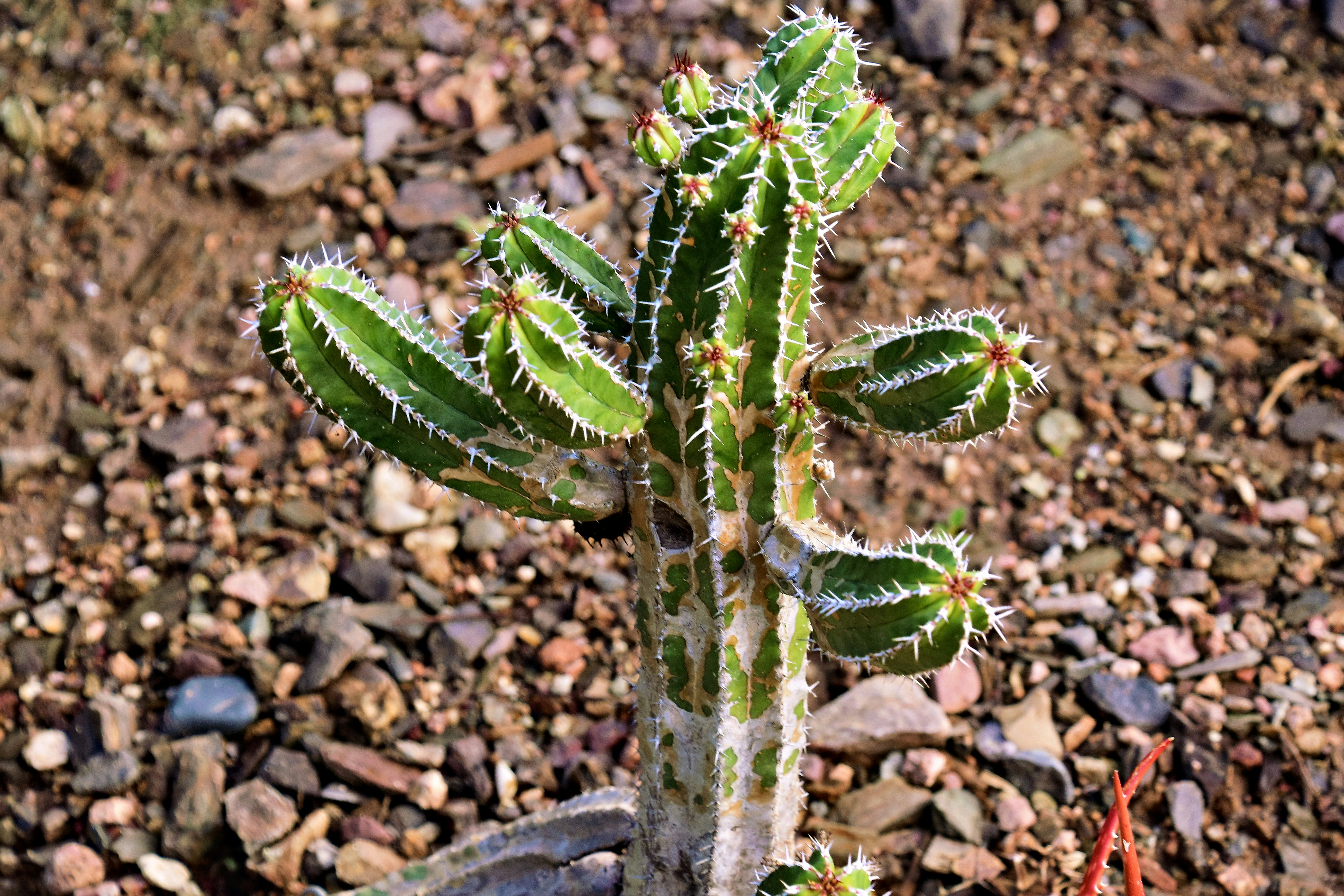 Spiny Bouquet: a Desert Cactus Reaching Toward the Light