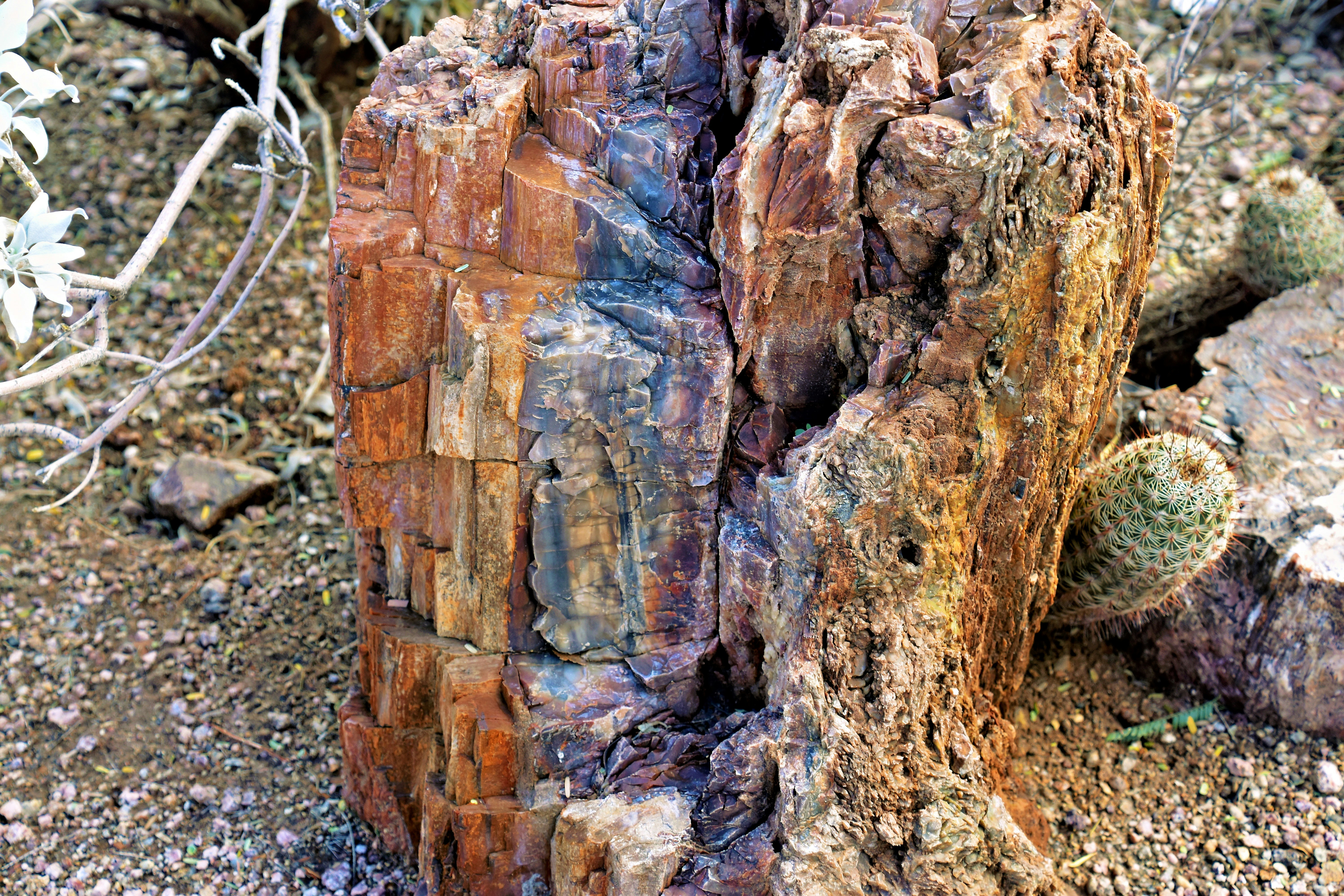 Photo by Jeffrey Eisen with Nikon D5600