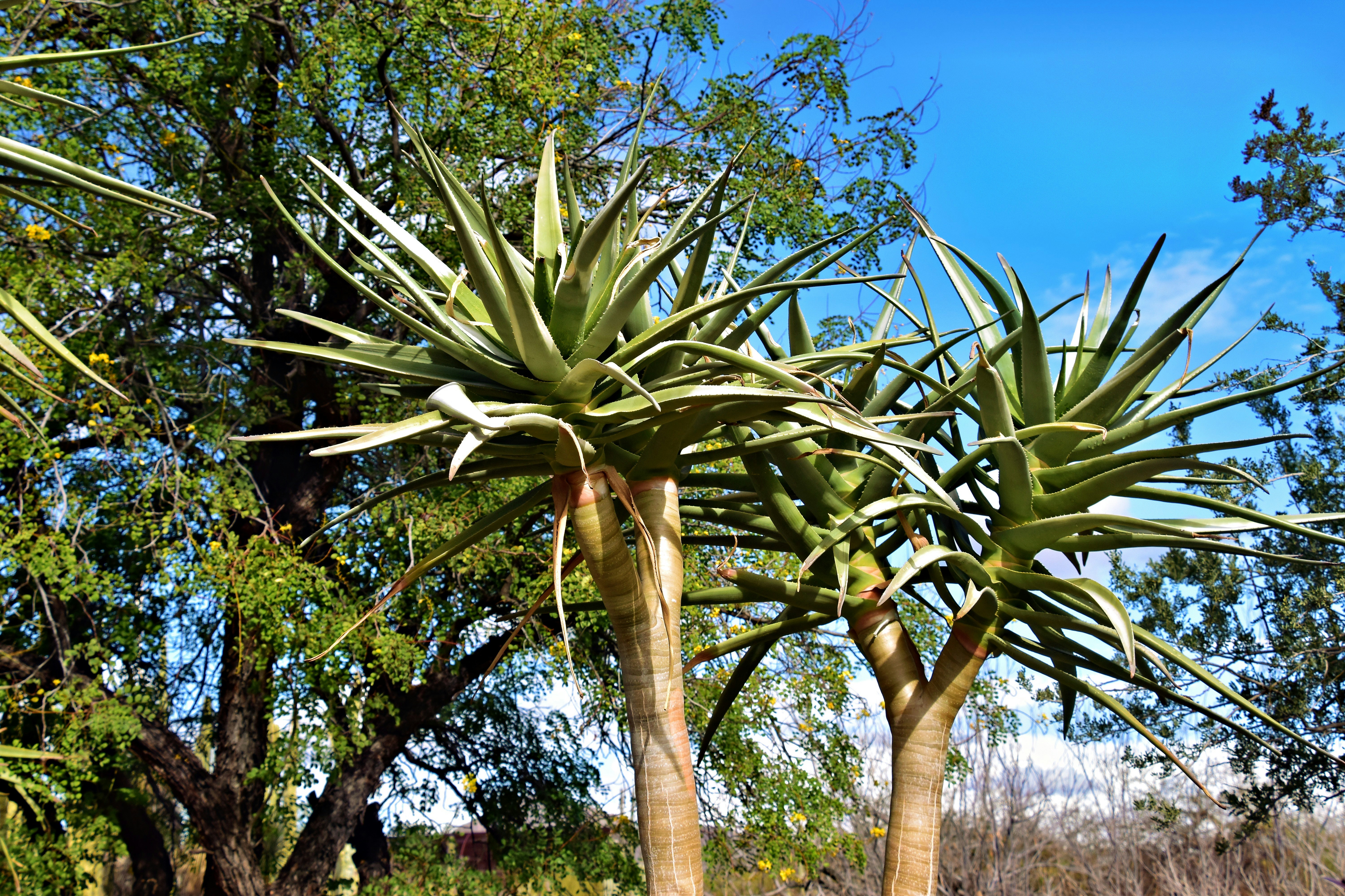 Desert Crown: Two Yucca-like Trees Rise Against a Clear Blue Sky