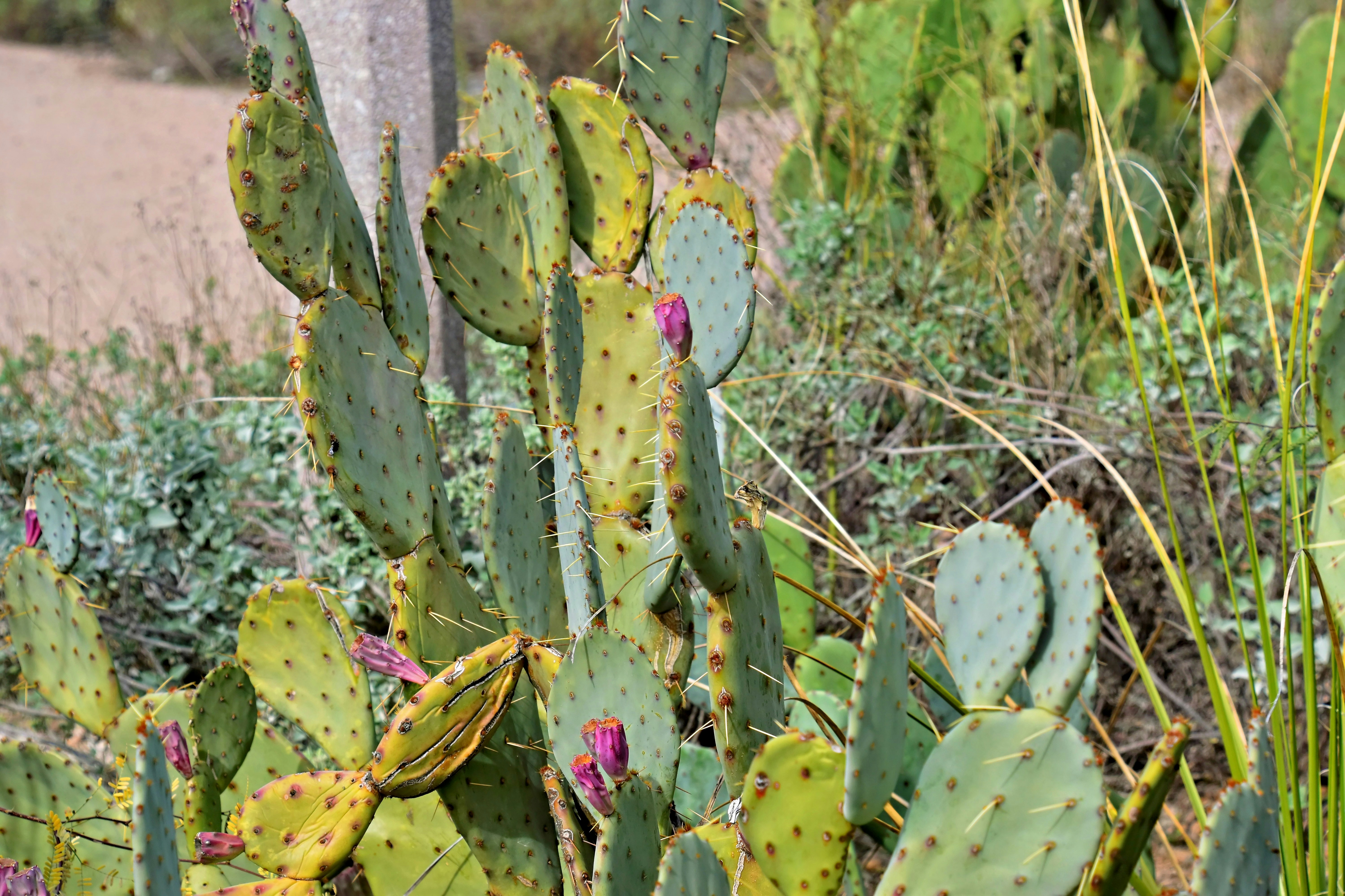 Photo by Jeffrey Eisen with Nikon D5600