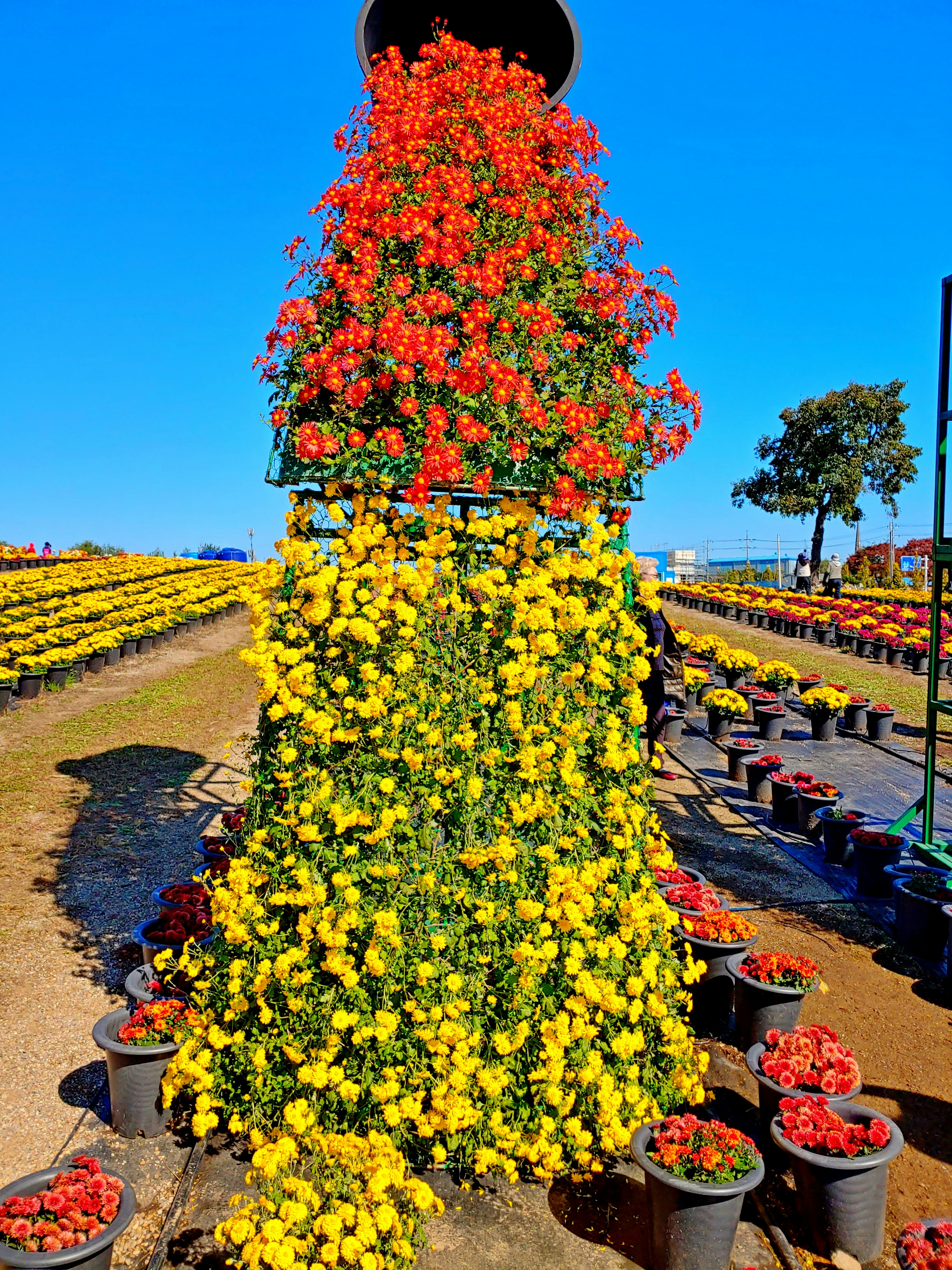 Floral Tower: A Sunlit Cascade of Yellow and Red Blooms