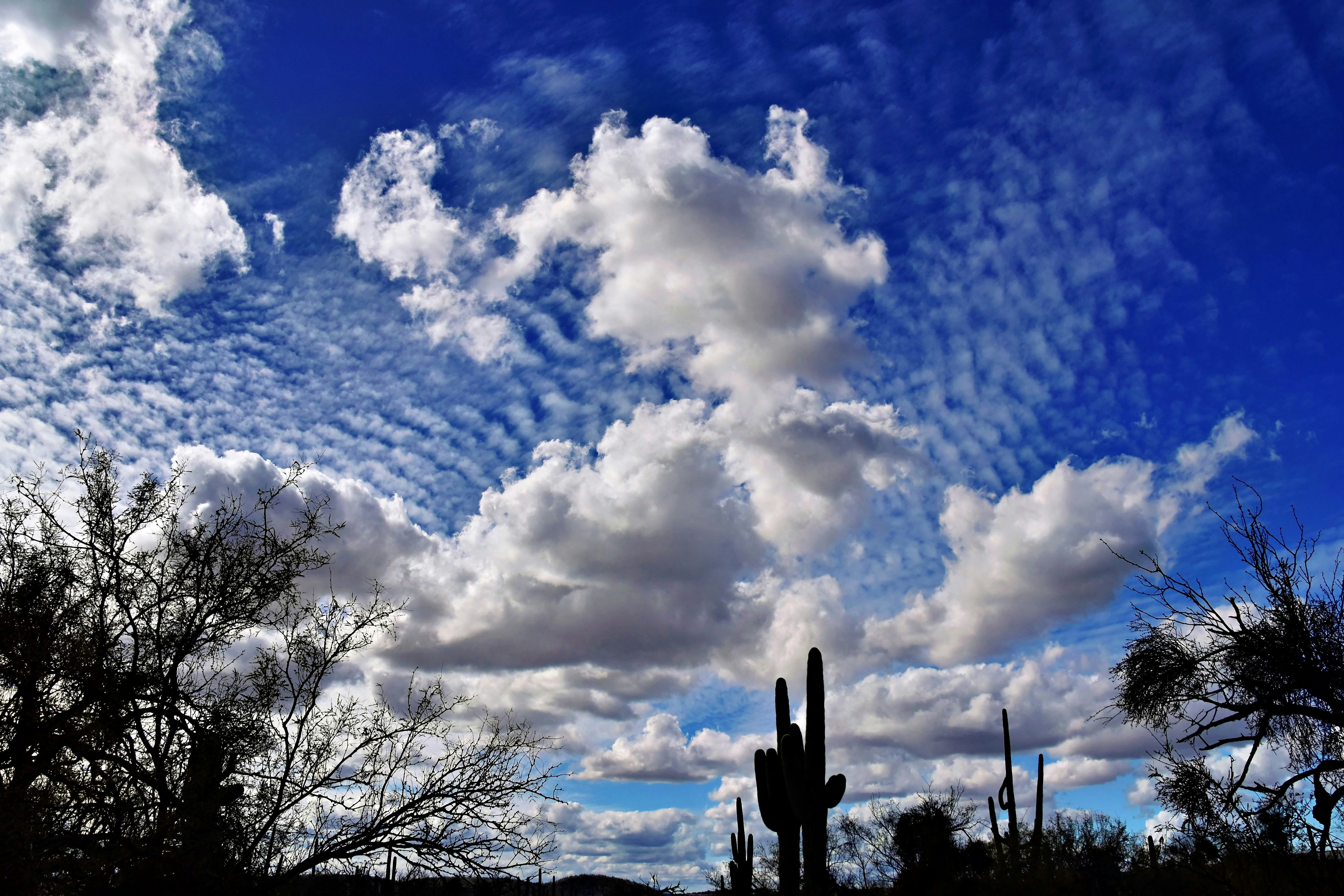 A large cactus in the middle of a desert photo – Free Blue Image on ...