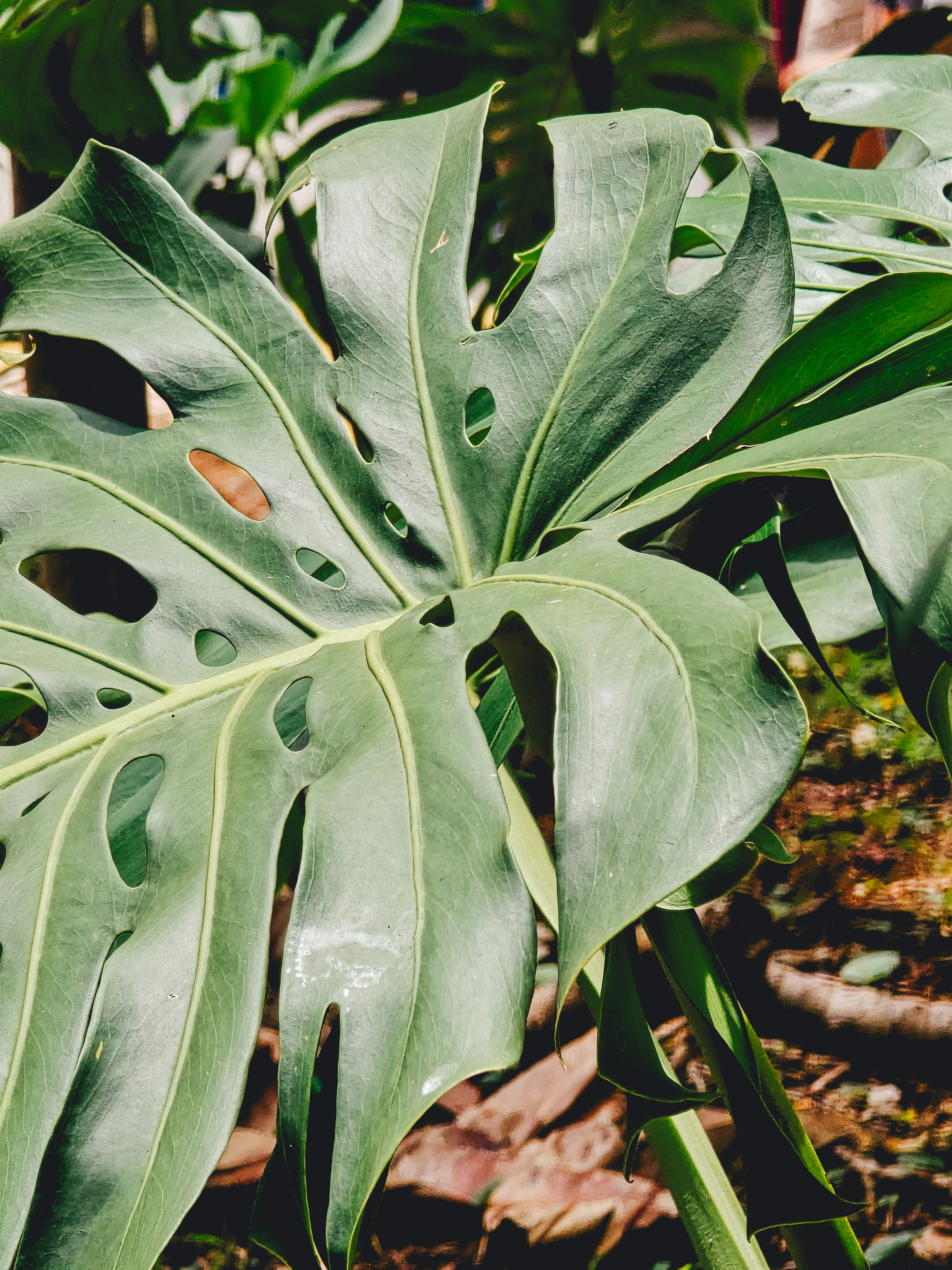 A close up of a large leaf on a plant photo – Free Leaf Image on Unsplash