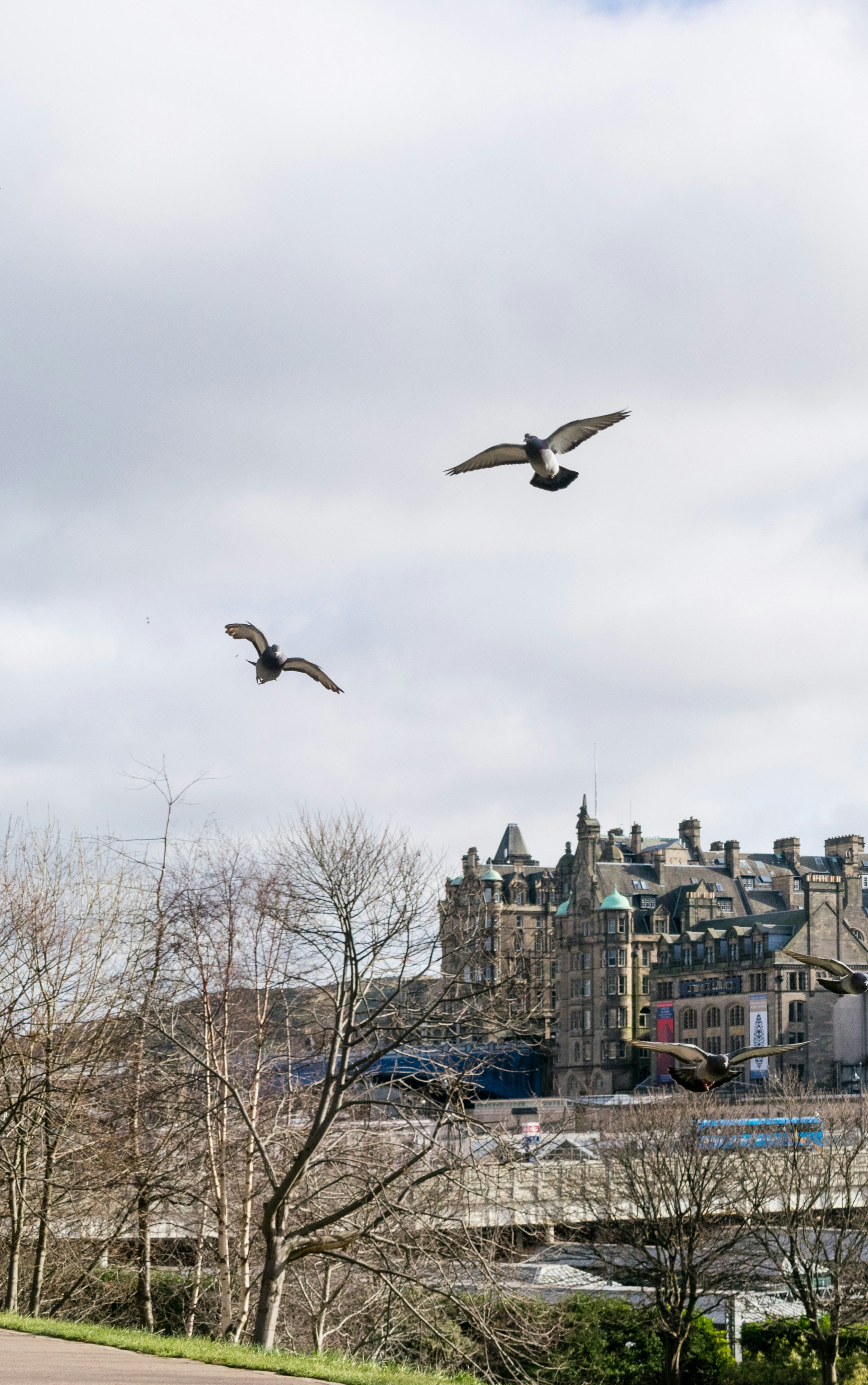 A couple of birds flying over a large building photo – Free Edinburgh ...