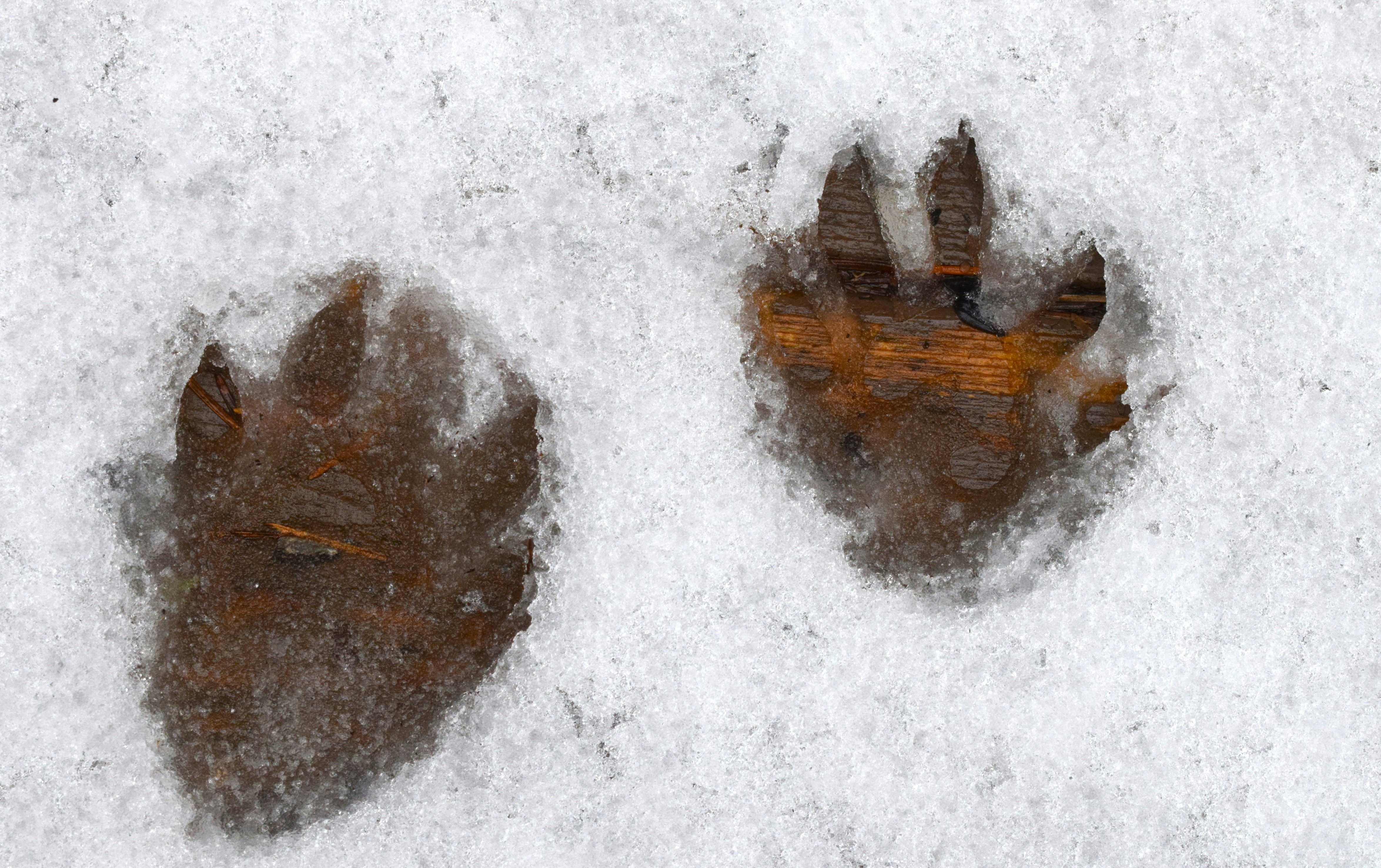 Twin Tracks in Fresh Snow: Subtle Clues on a Quiet Winter Trail