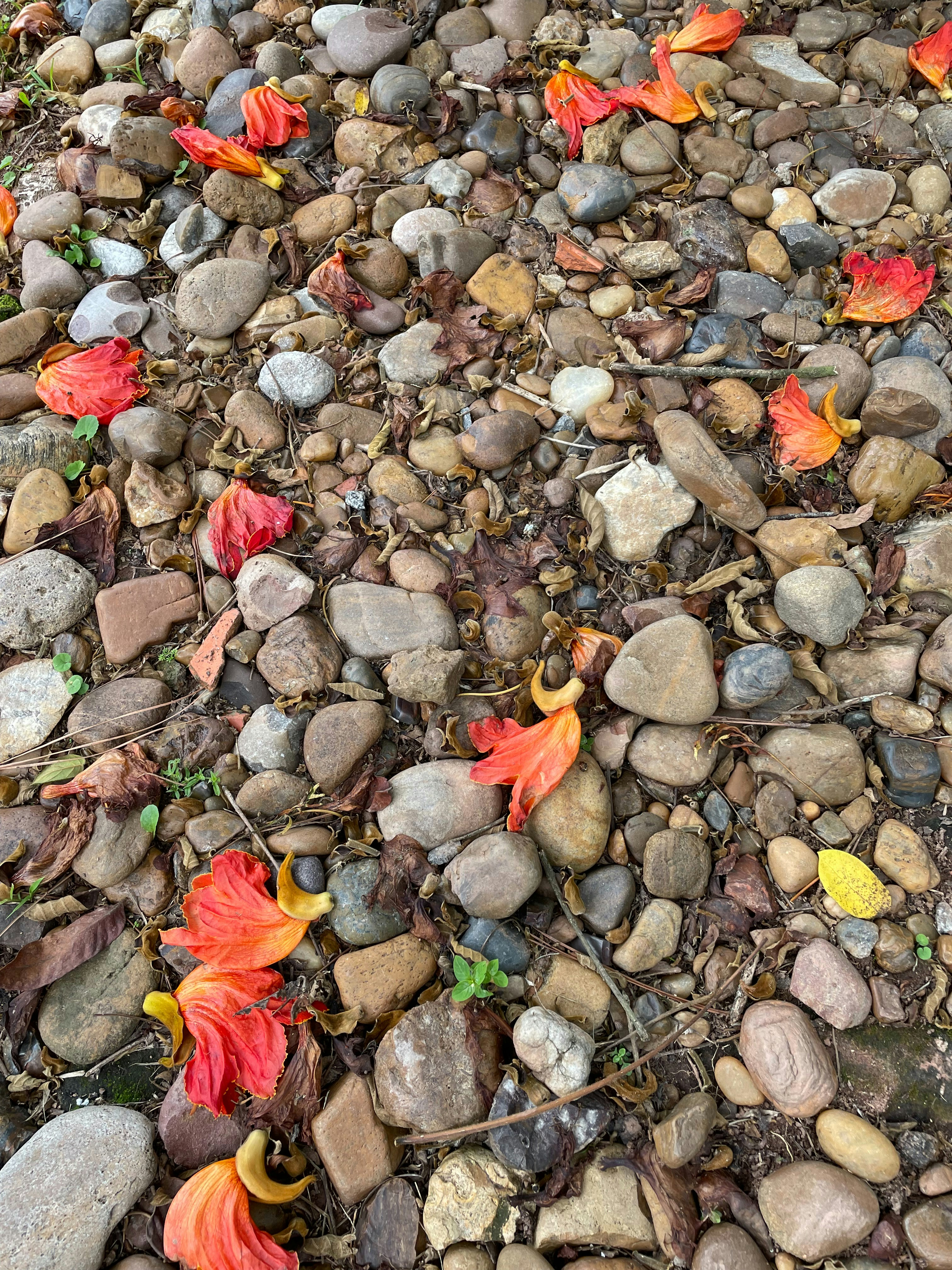 A bunch of rocks and flowers on the ground photo – Free Leaf Image on ...