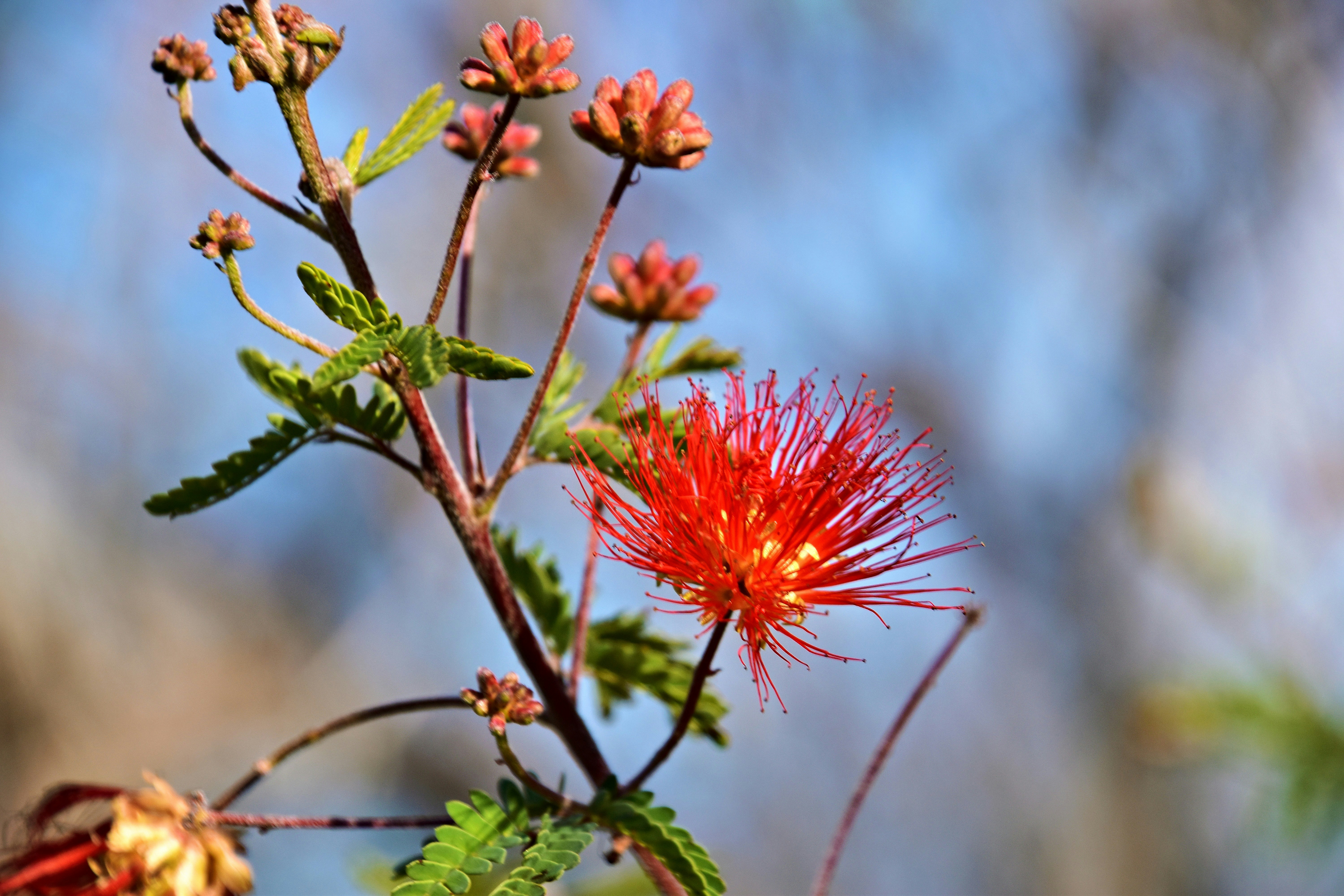 a close up of a red flower on a tree branch