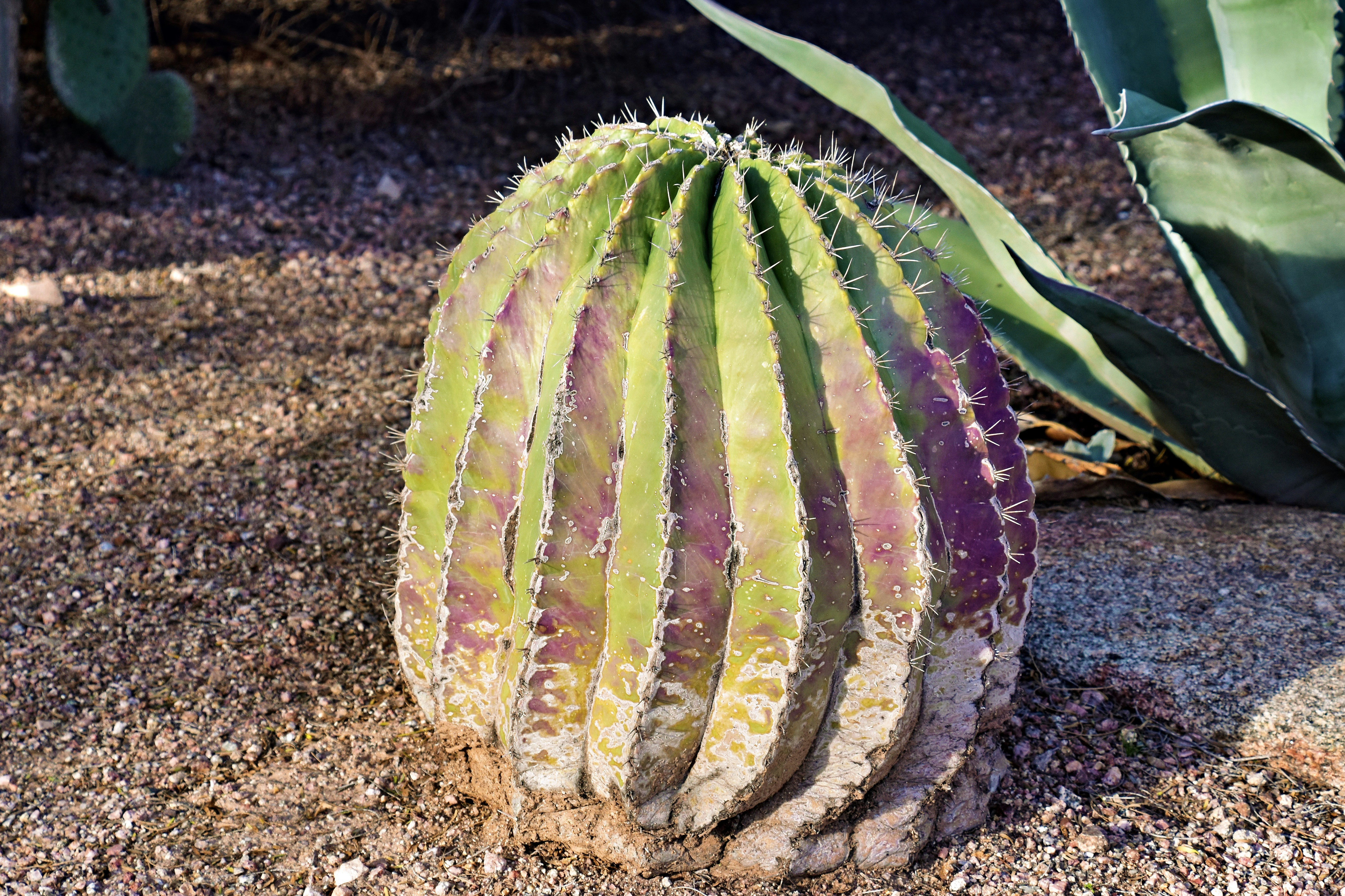 Ribbed Sentinel in Desert Light: A Cactus Portrait