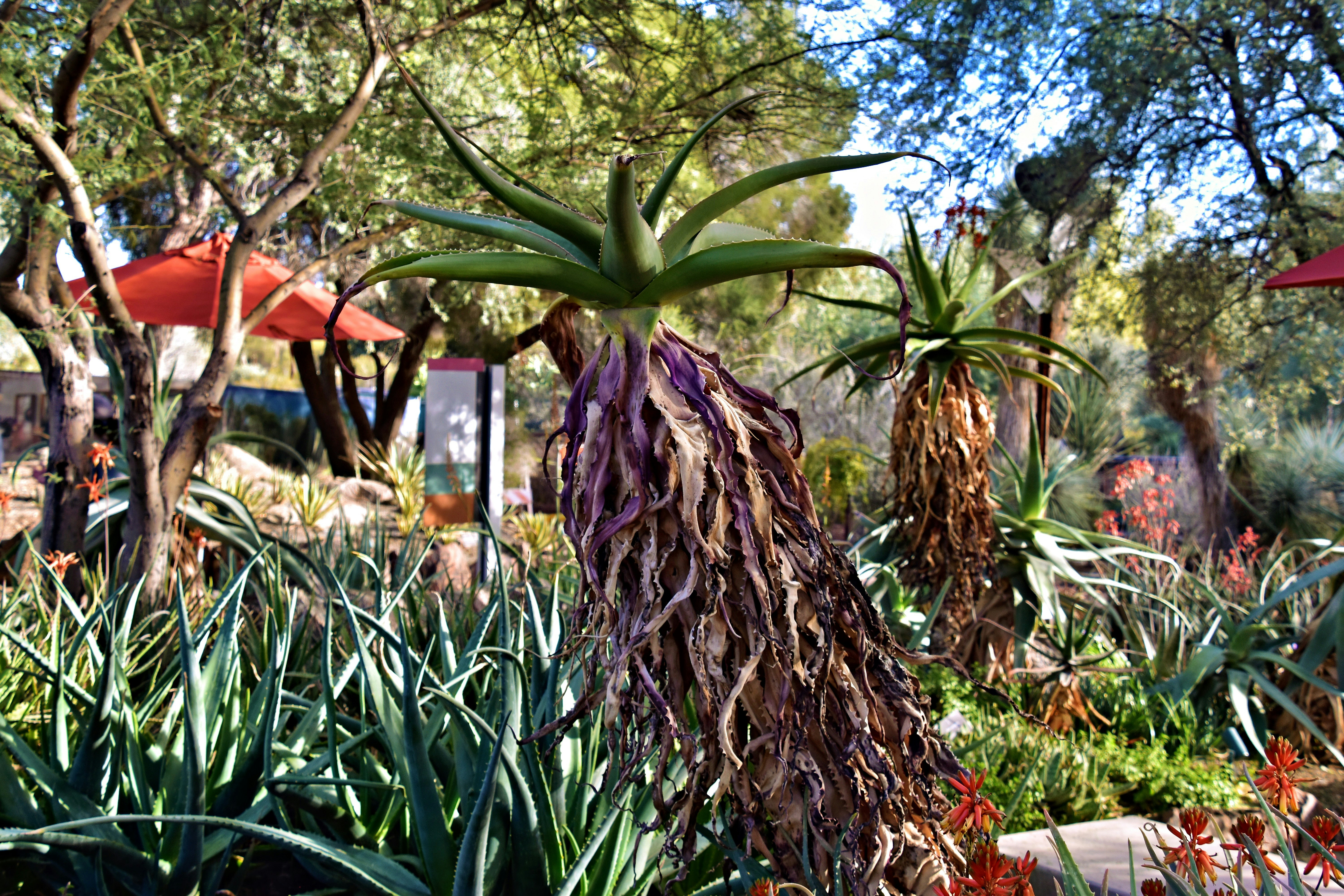 Desert Garden Under Orange Parasols