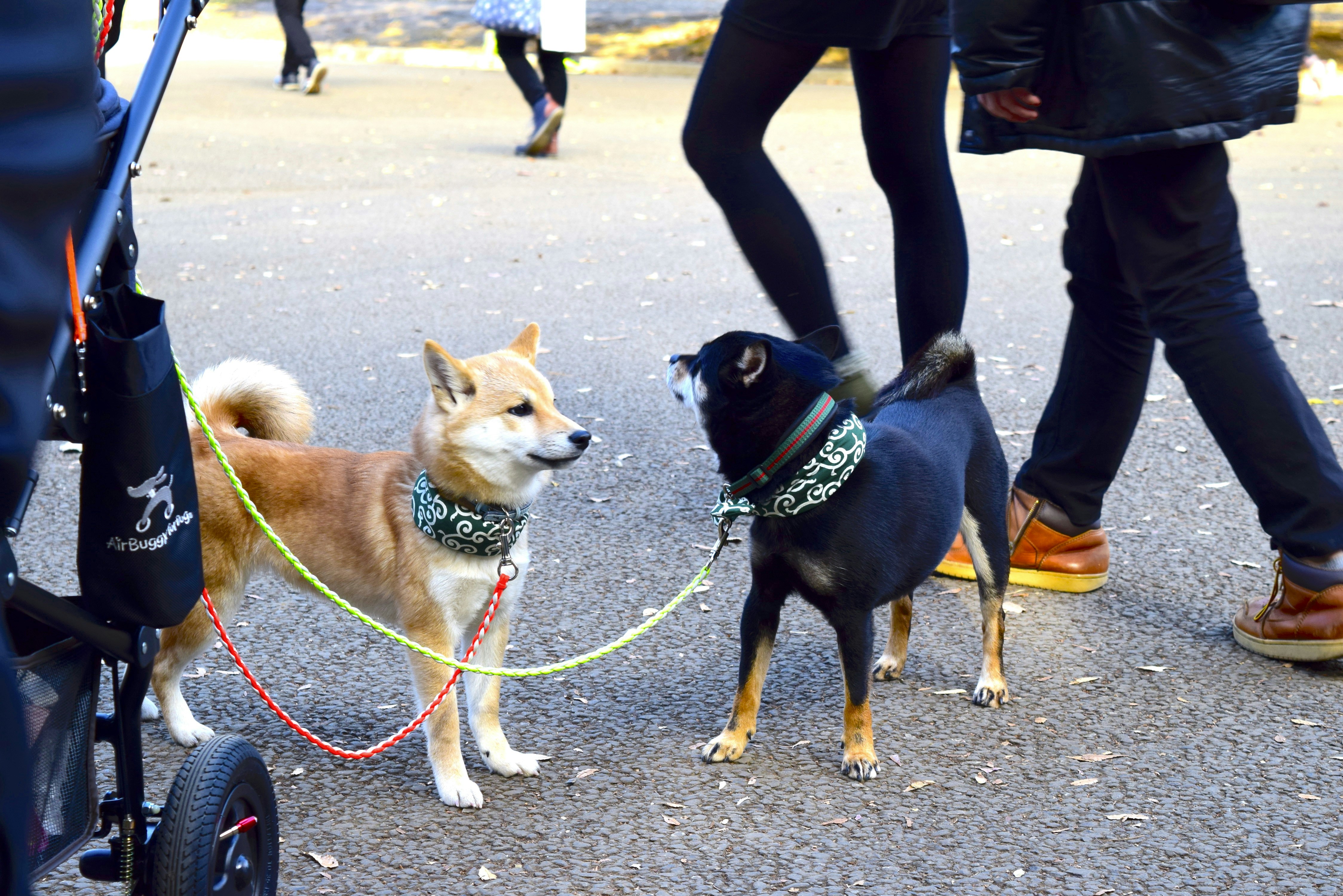 Conversations on the Paved Beat: Tan Shiba and Black-Tan Companion