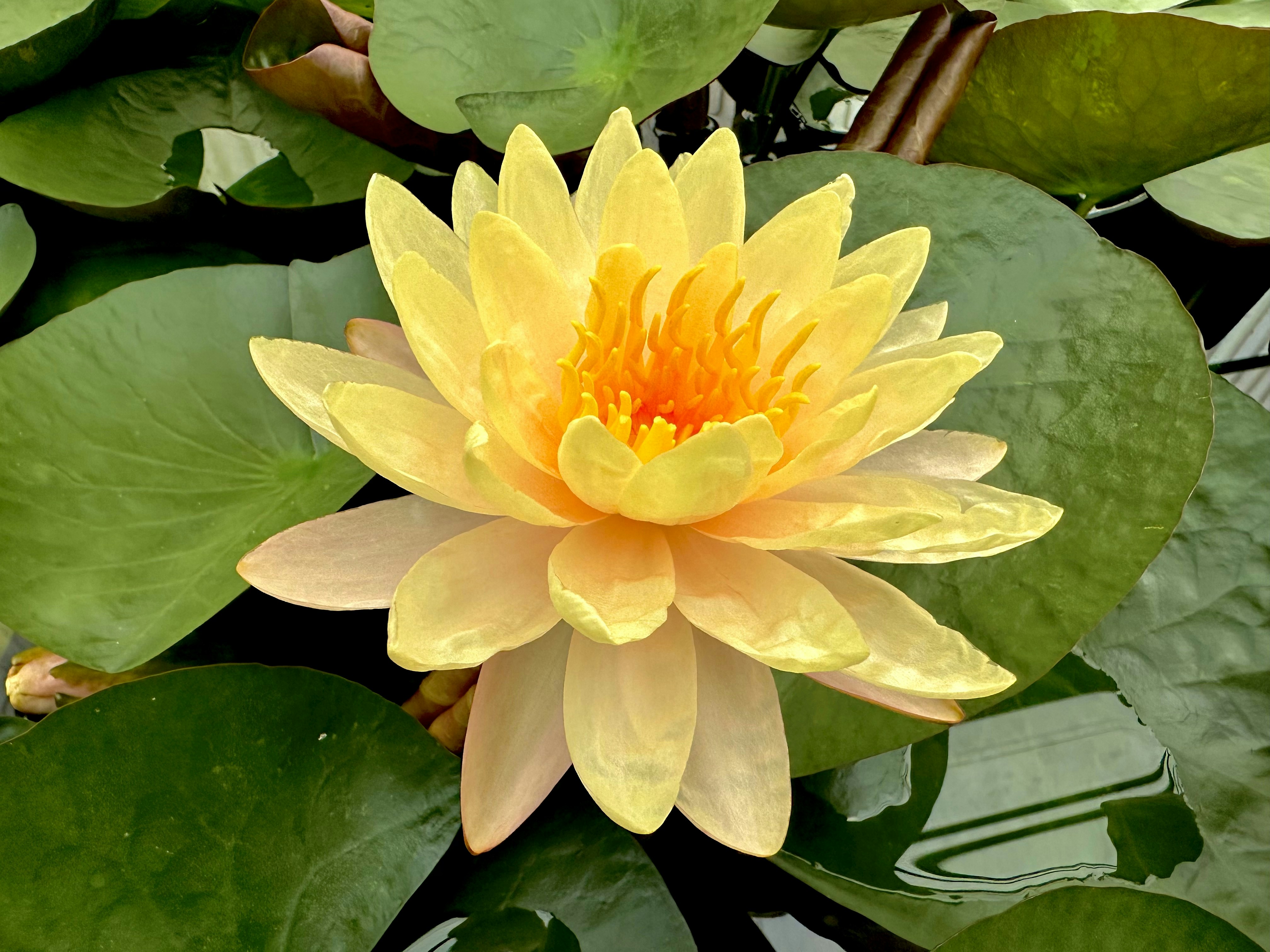 Golden Water Lily Centerstage in Calm Pond