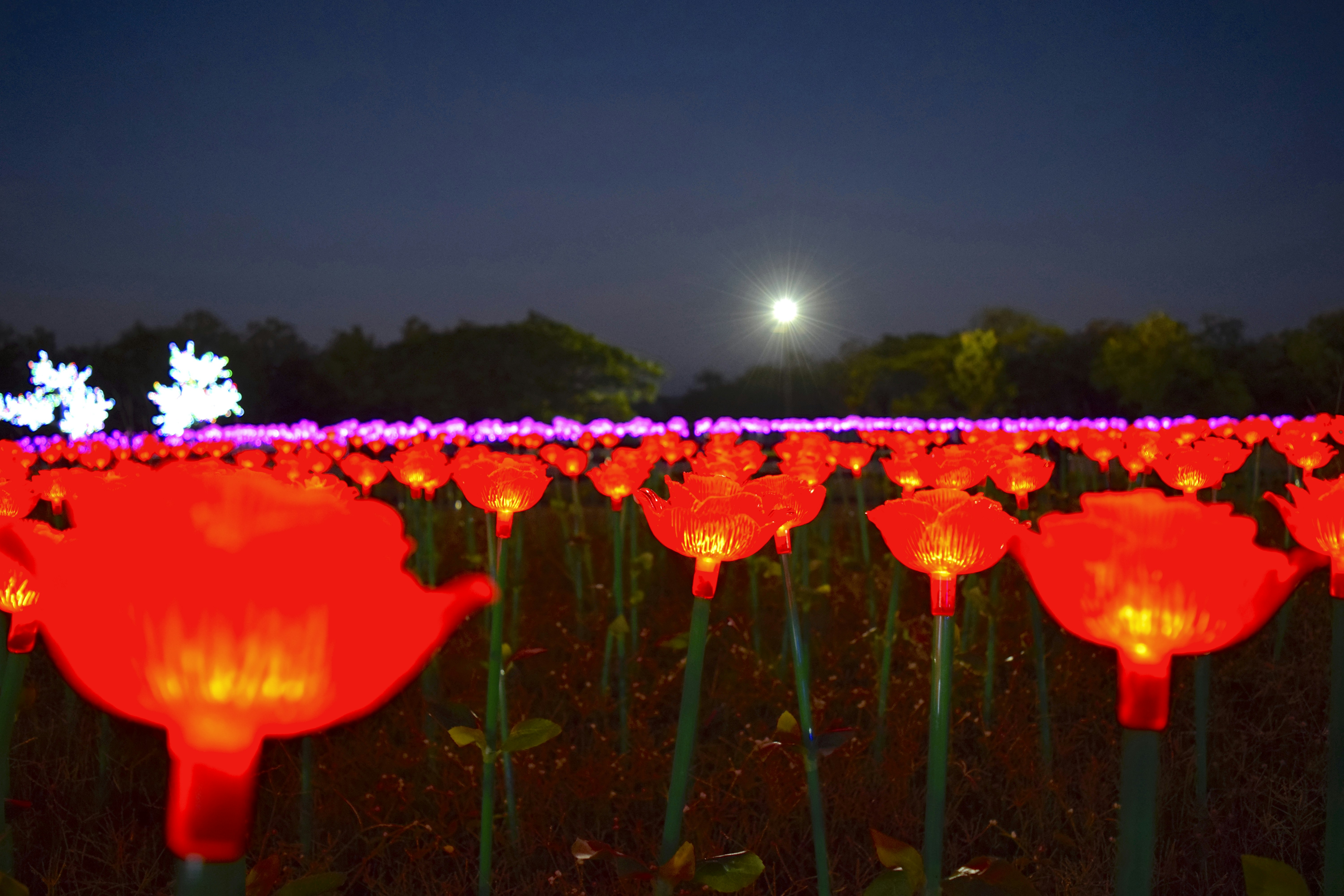 Neon Tulips at Midnight: A Field of Red Light