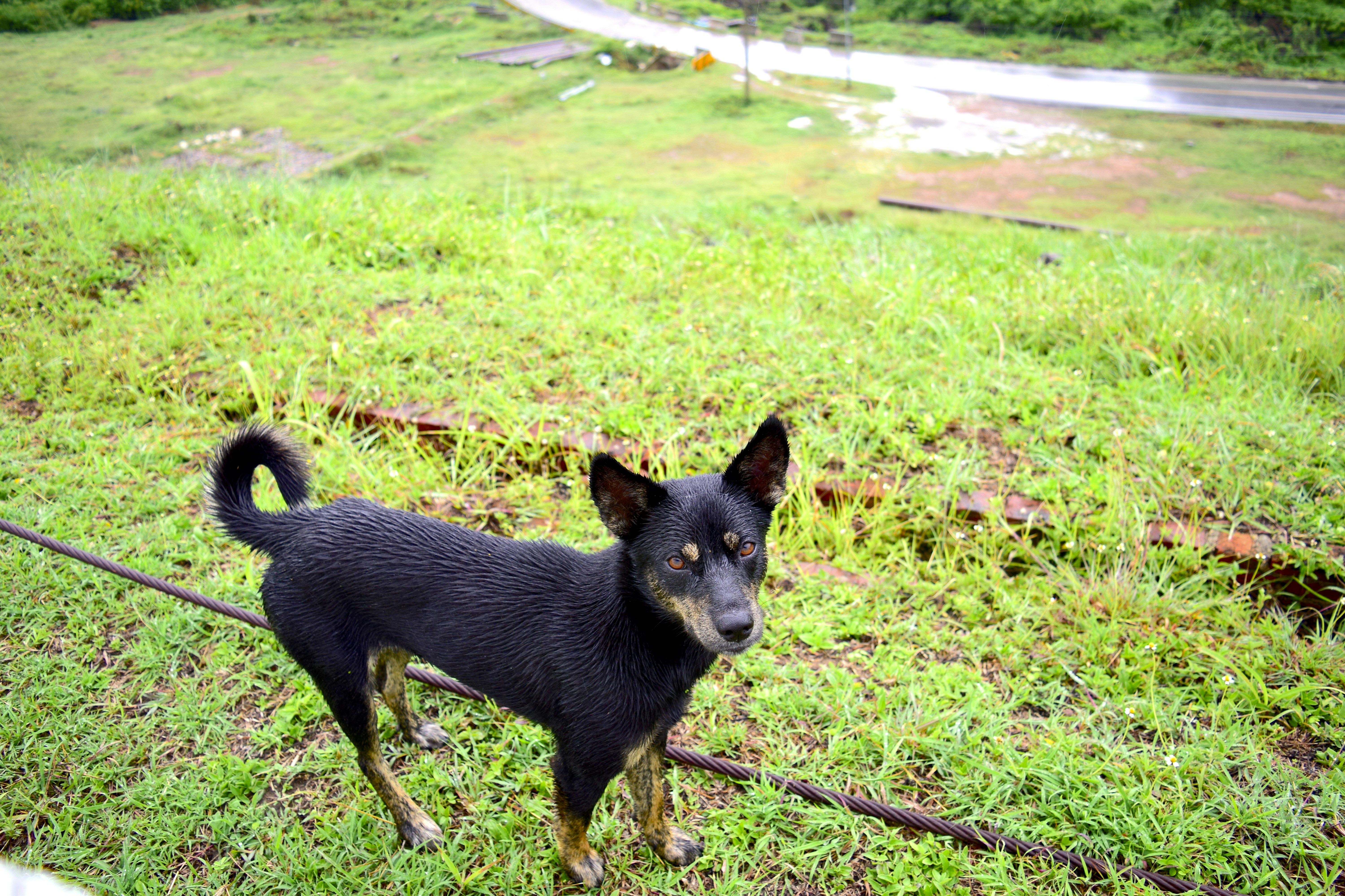 Mid-Stride Scout: A Small Black Dog Pauses on Damp Grass