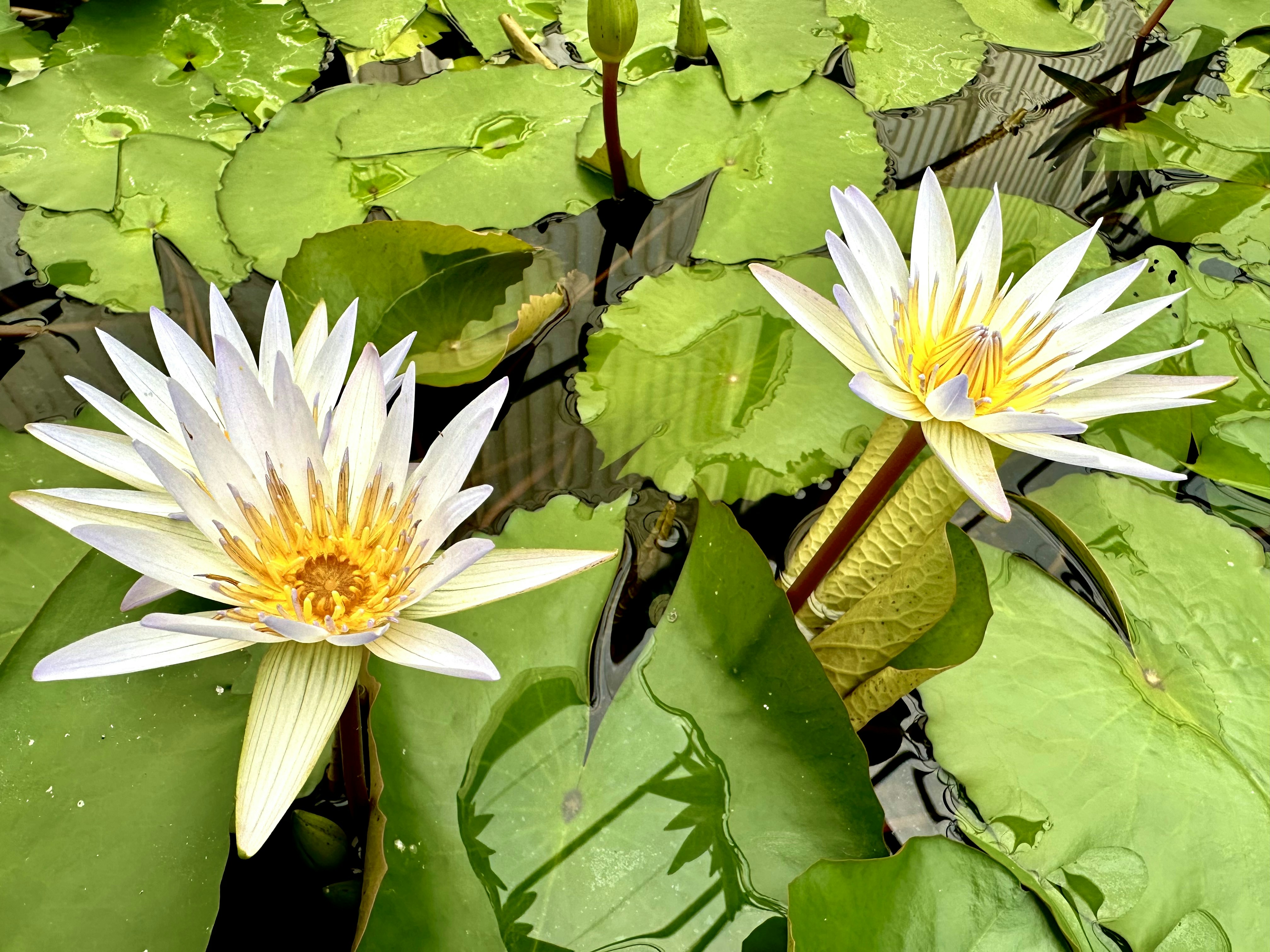 Photo by Nopparuj Lamaikul with Apple iPhone 14 Pro Max