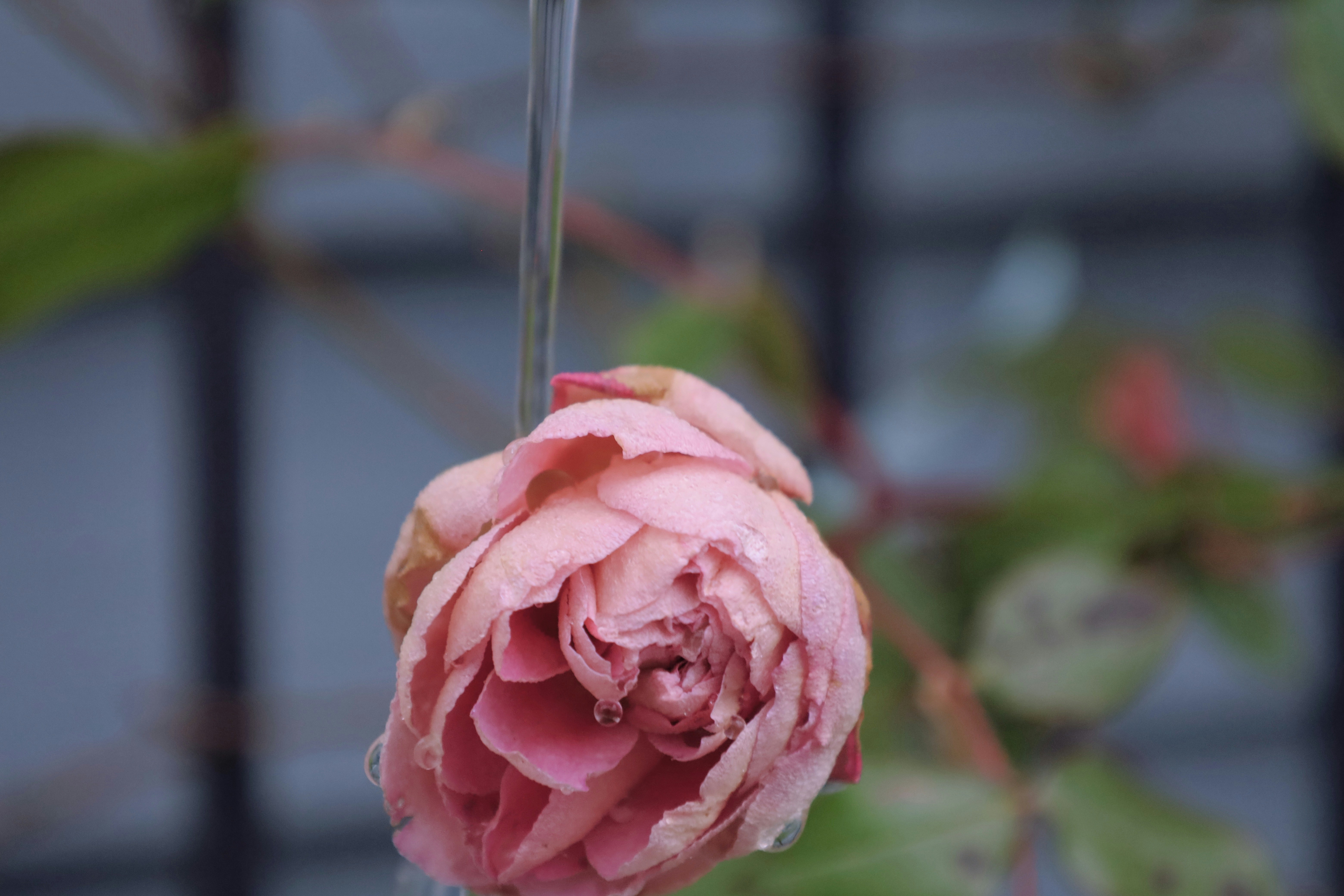 Close-Up Pink Rosebud Framed by a Subtle Steel Rail