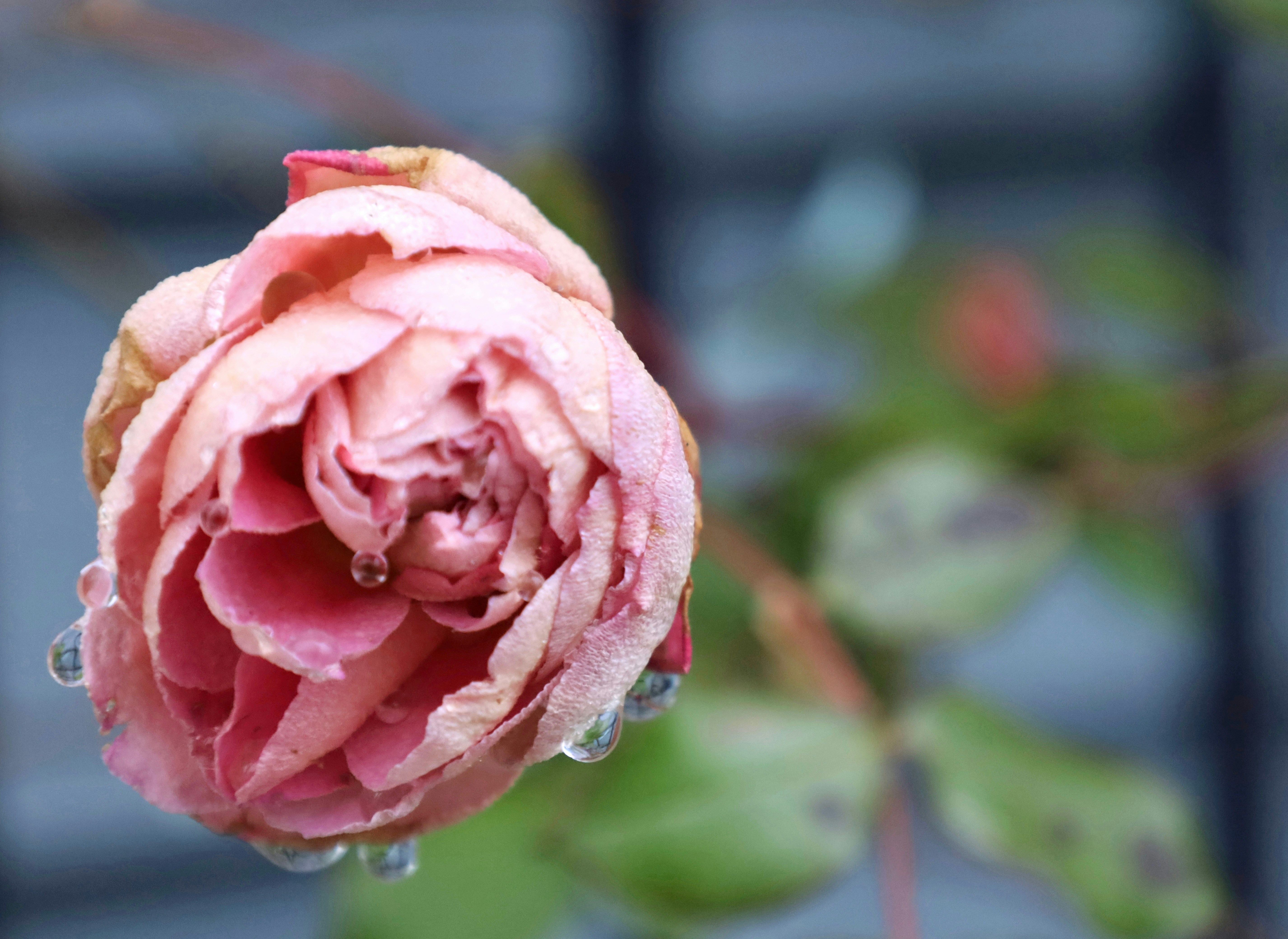 Dew-kissed Pink Rose: A Close-Frame Bloom with Droplets