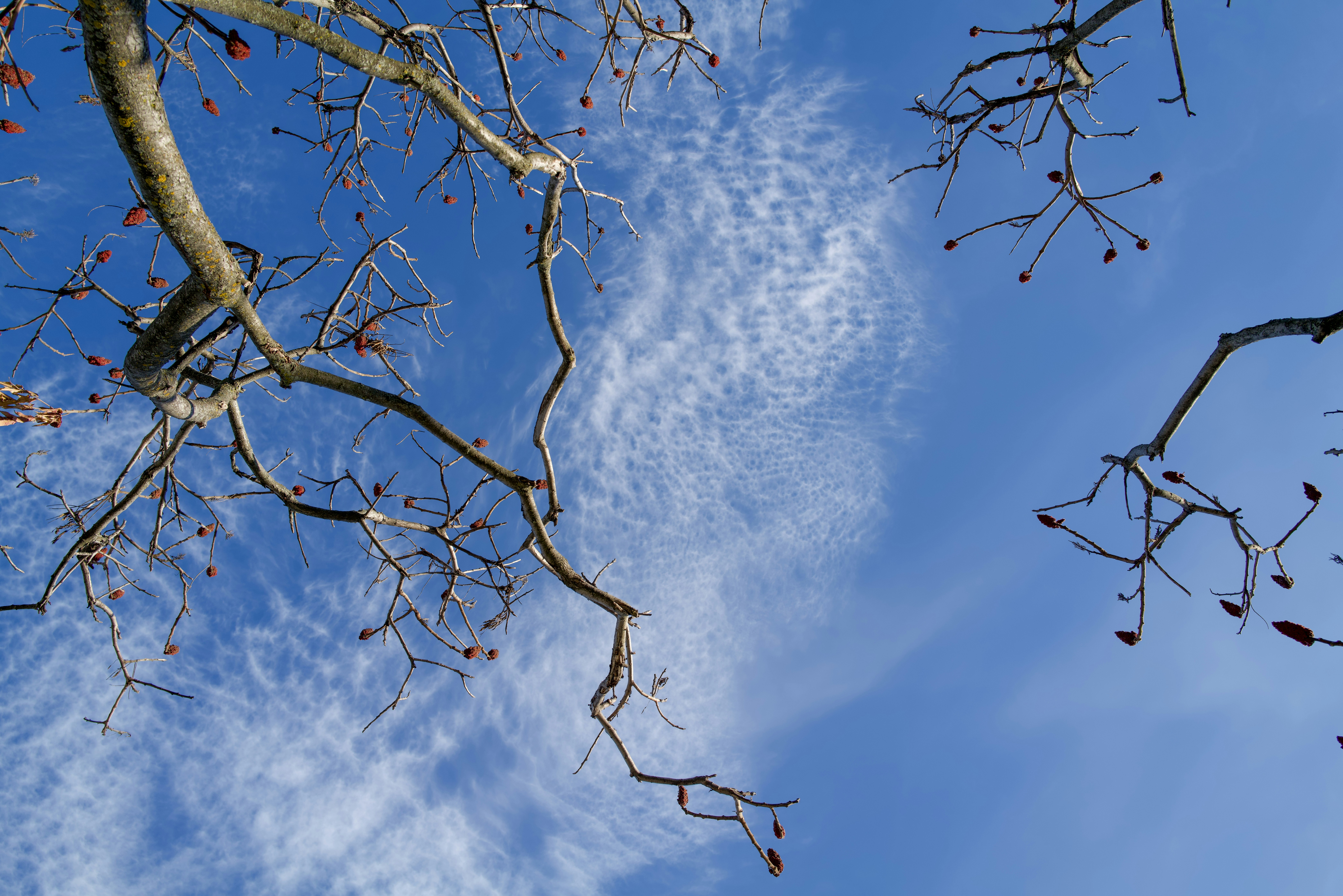 The branches of a tree against a blue sky photo – Free Scenery Image on ...