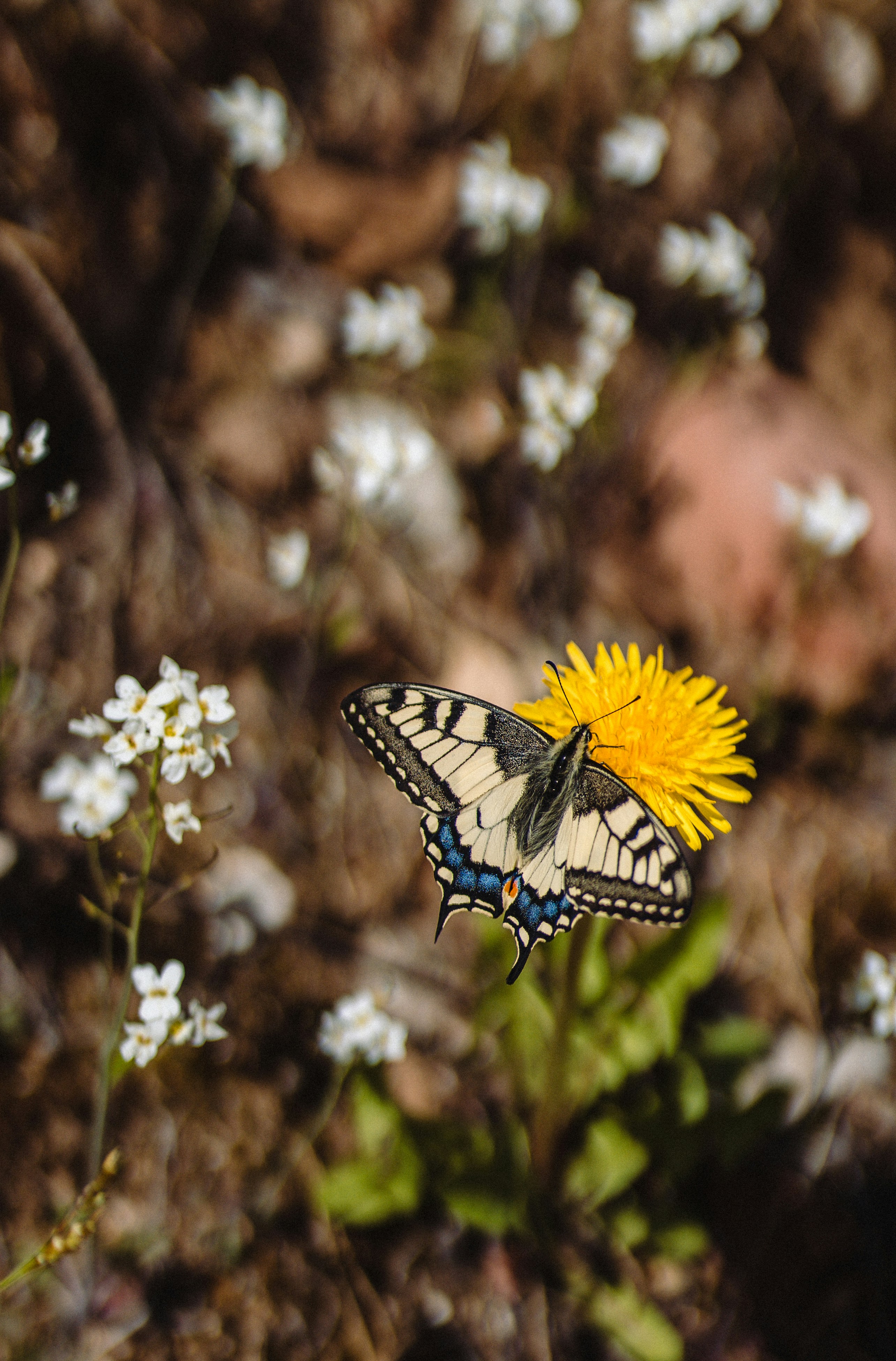 Swallowtail on a Golden Bloom: a Quiet Meadow Moment