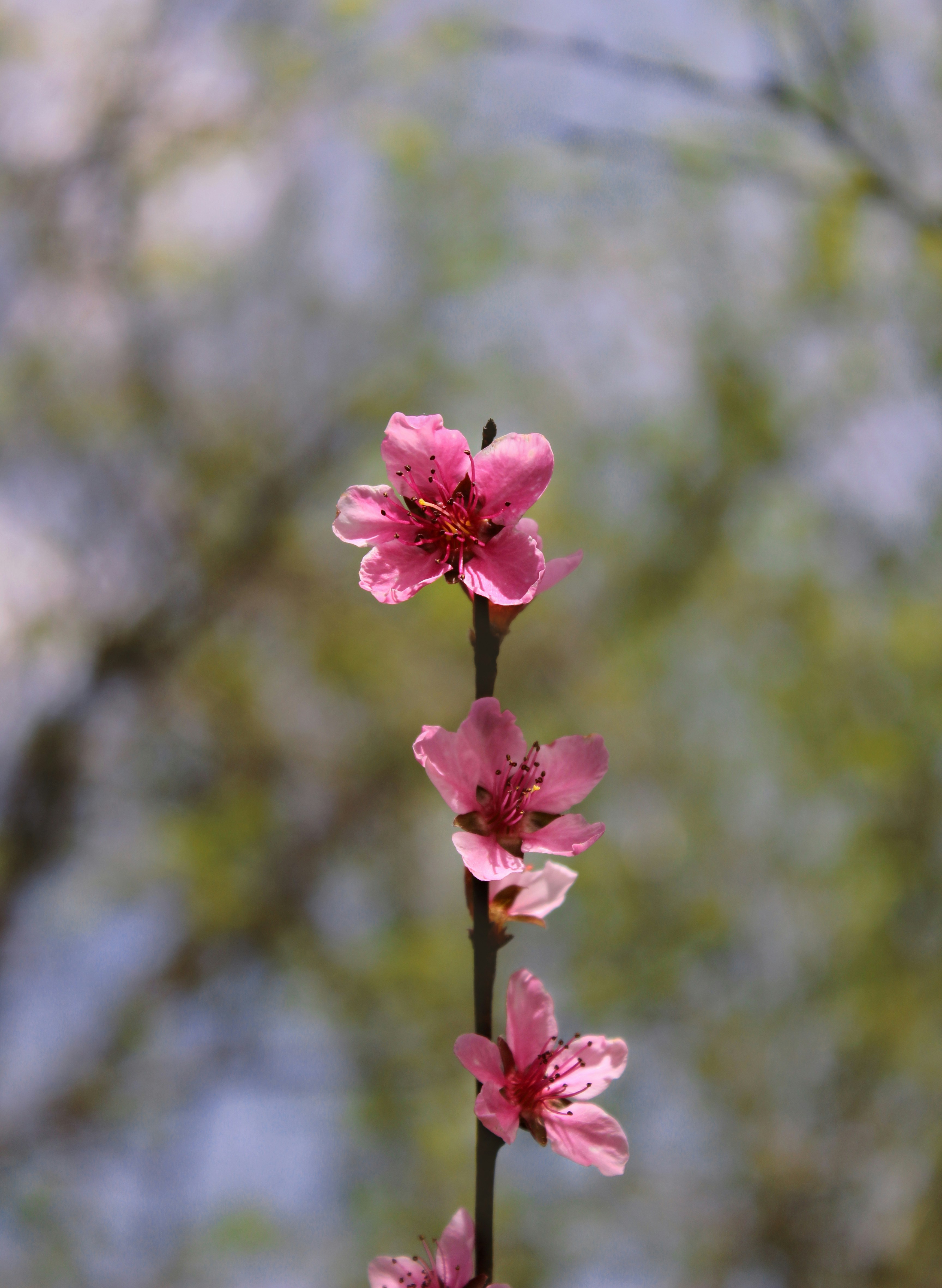 Photo by ani subari with Canon EOS 600D