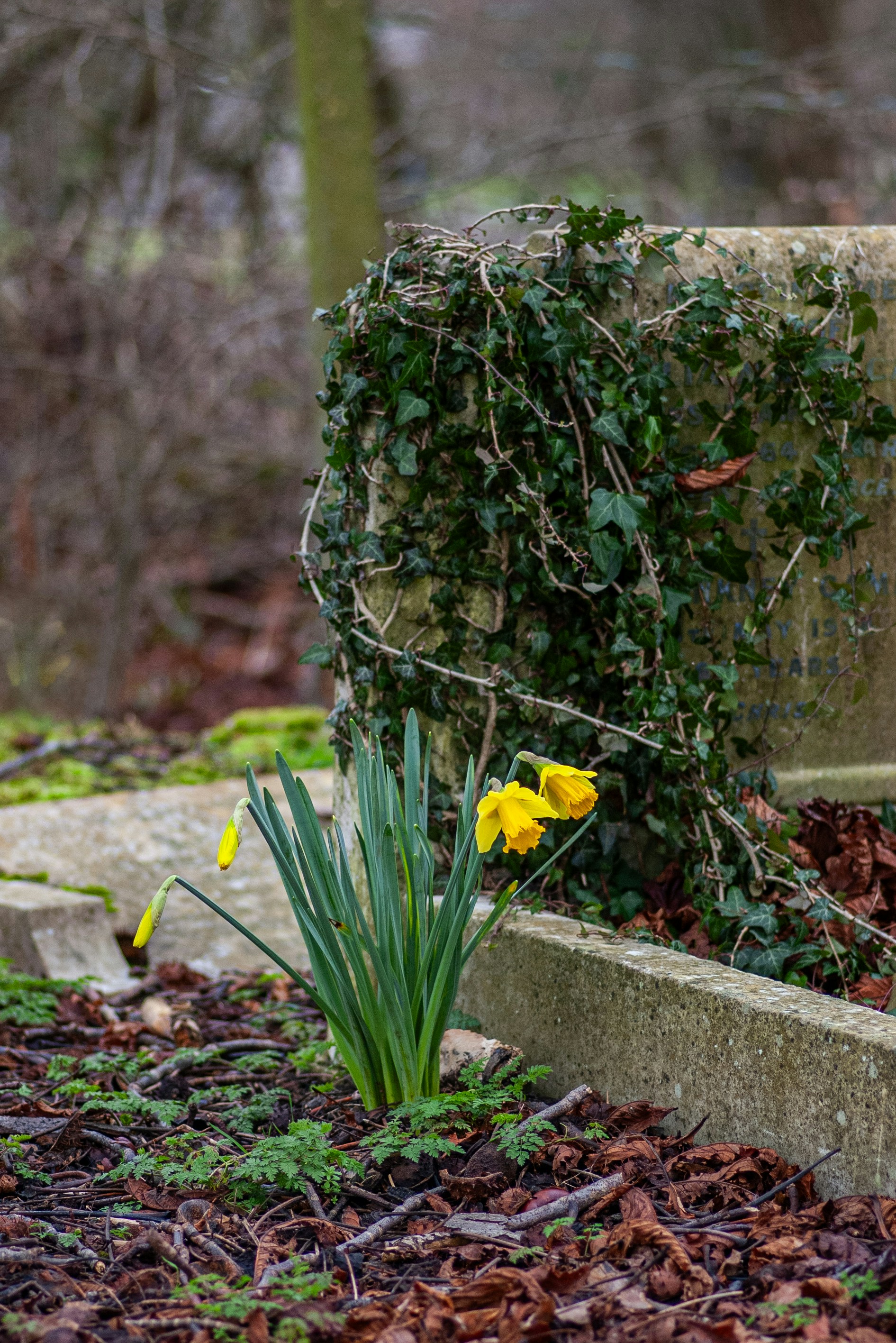 Yellow Daffodils Flanking an Ivy-Wrapped Stone Pillar in a Quiet Garden